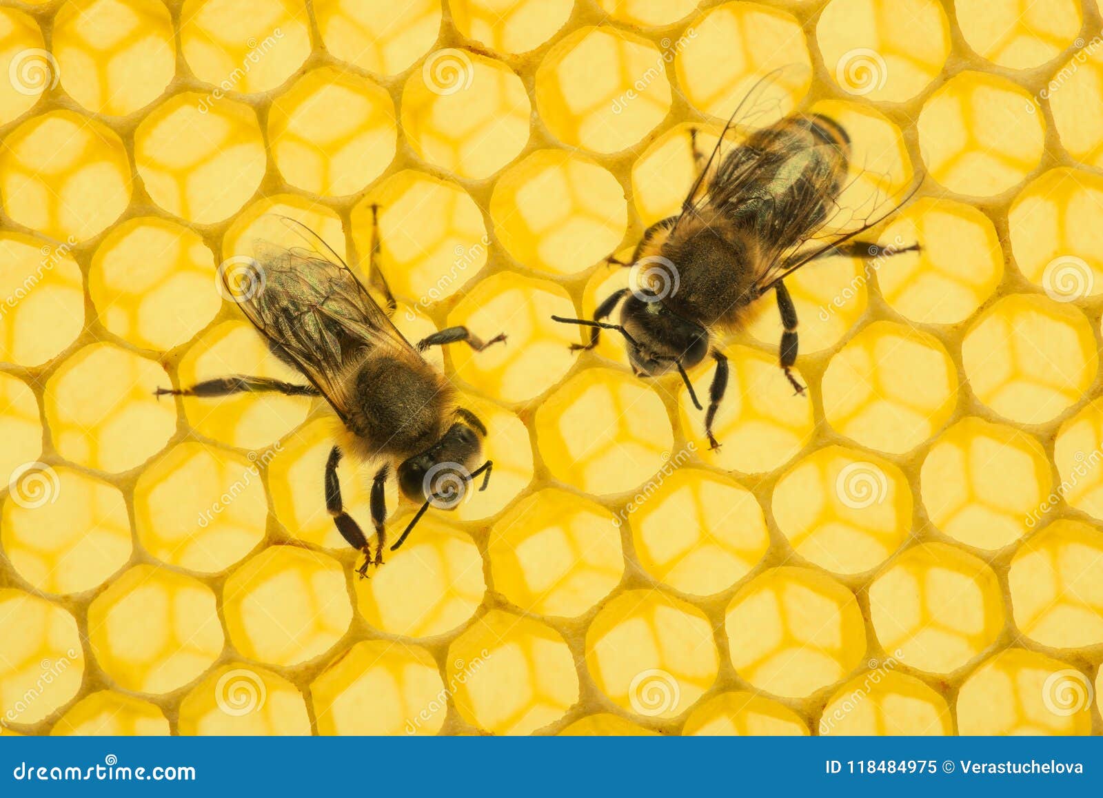 Beecombs texture with bees stock image. Image of cell - 118484975