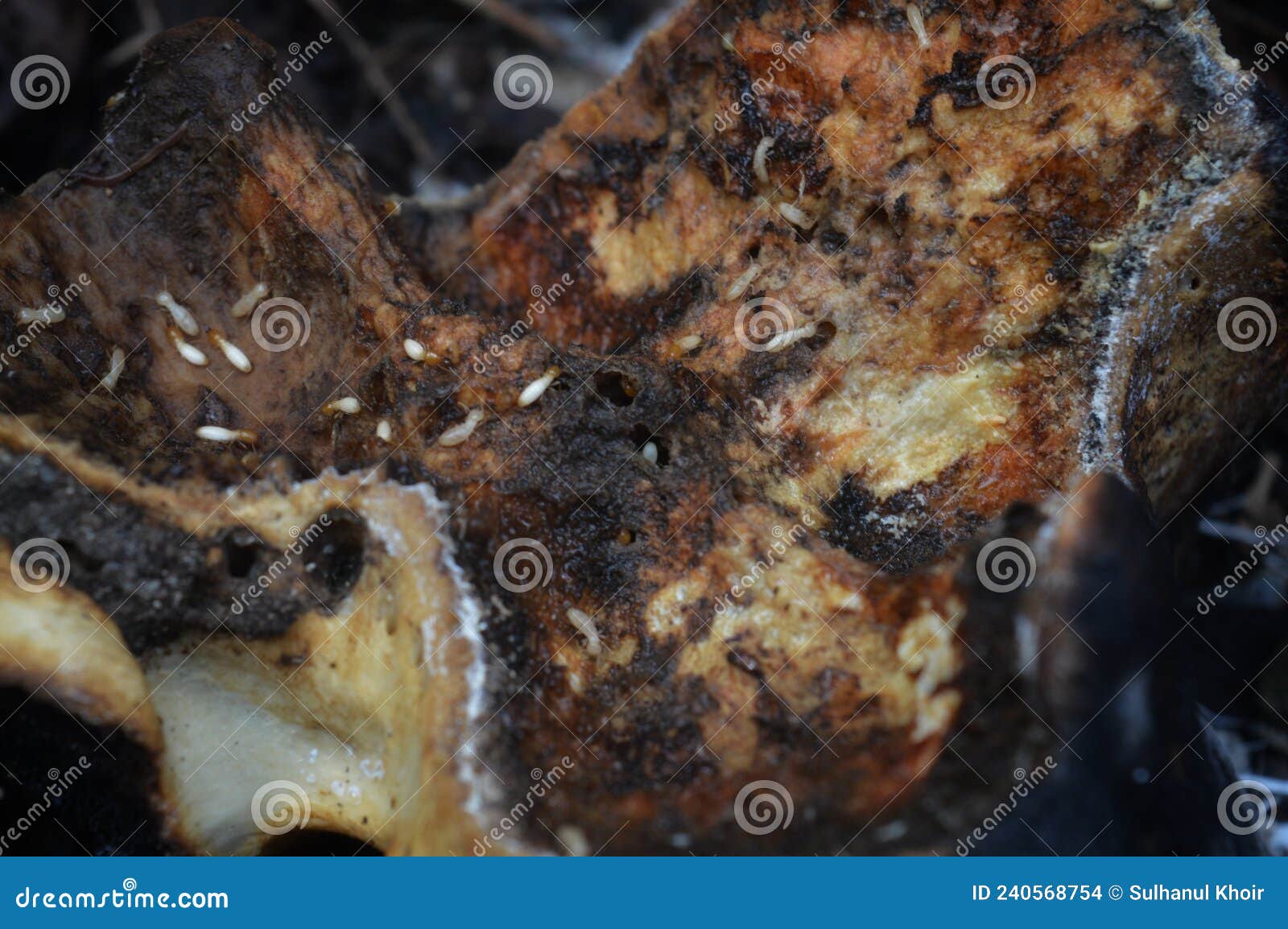 Beef bones with maggots stock photo. Image of snack - 240568754