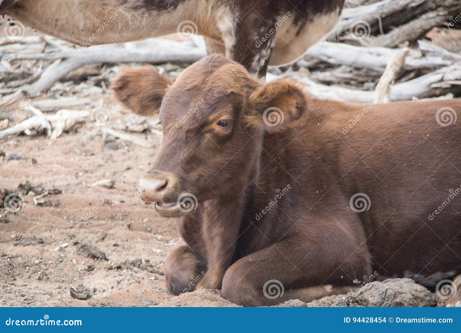 Beef Calf stock photo. Image of station, farm, beef, outback - 94428454