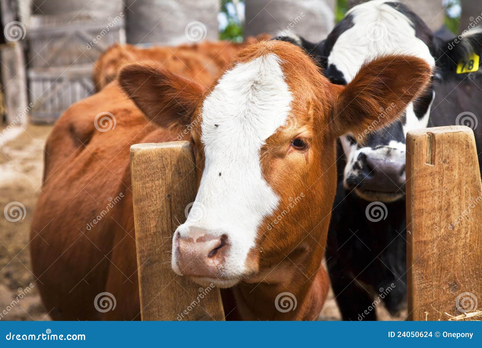 Beef Calves stock photo. Image of agriculture, western - 24050624