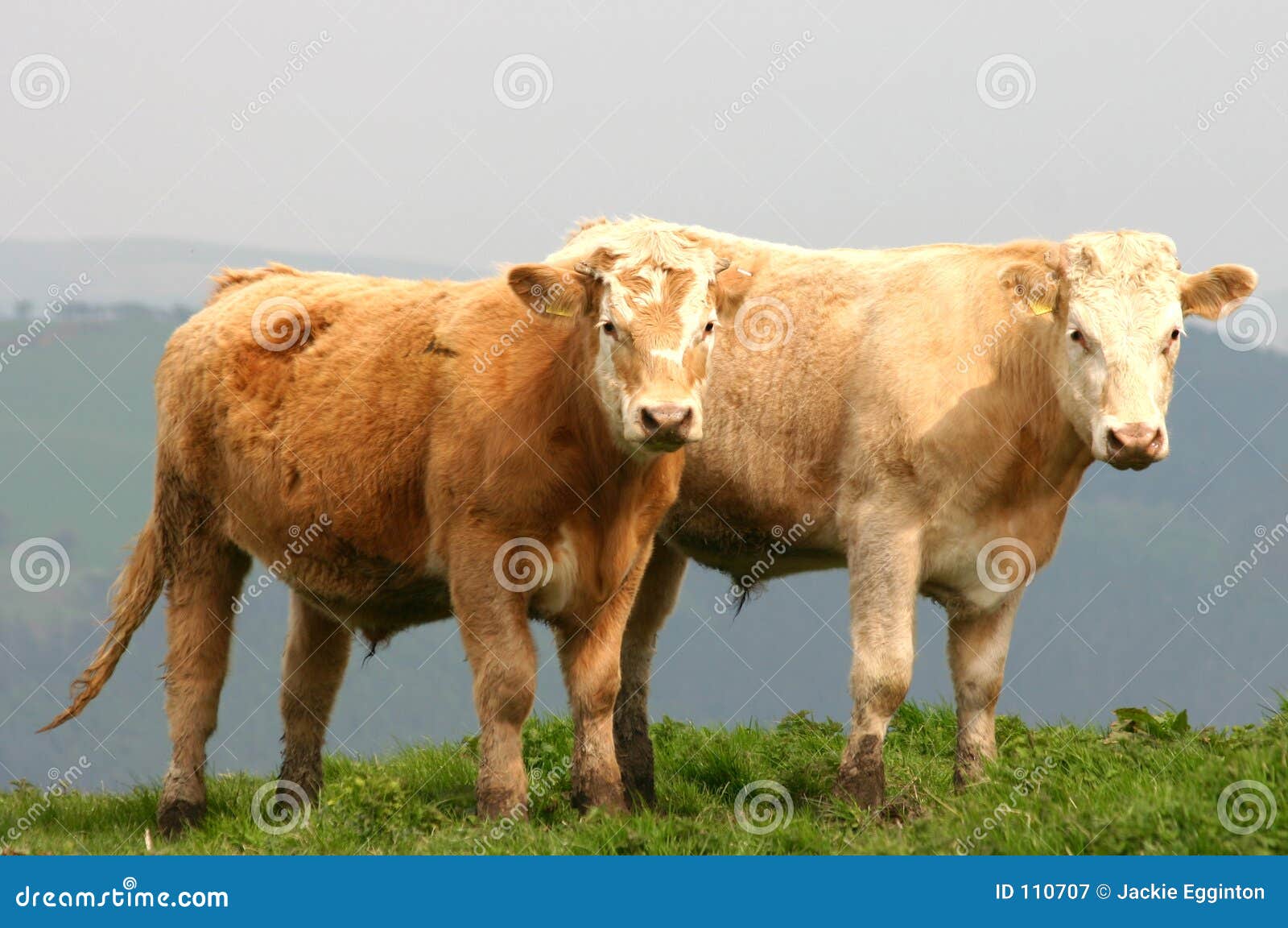 Beef Cattle stock image. Image of animal, organic, natural - 110707