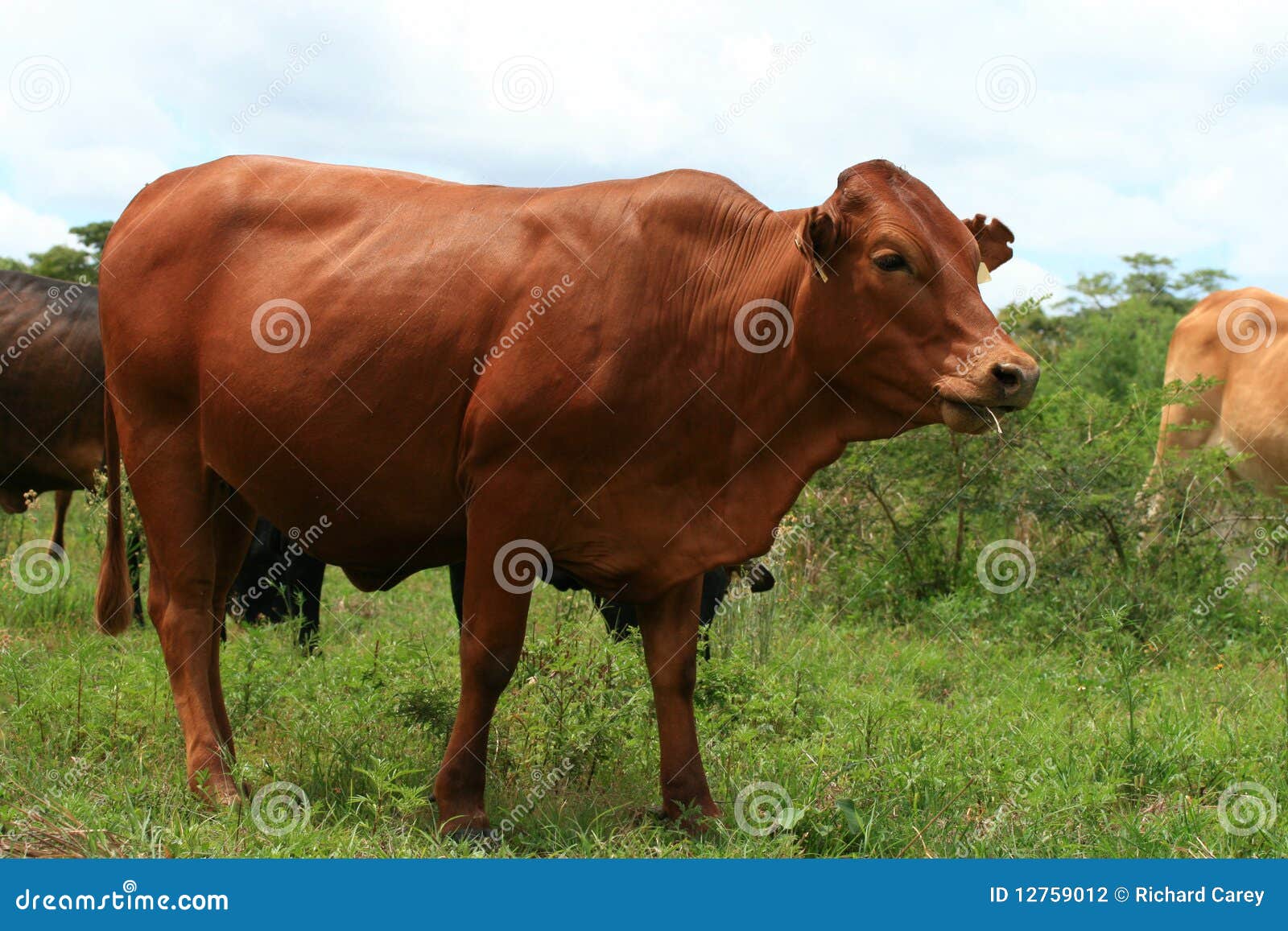 Beef Cattle stock photo. Image of cattle, range, steer - 12759012