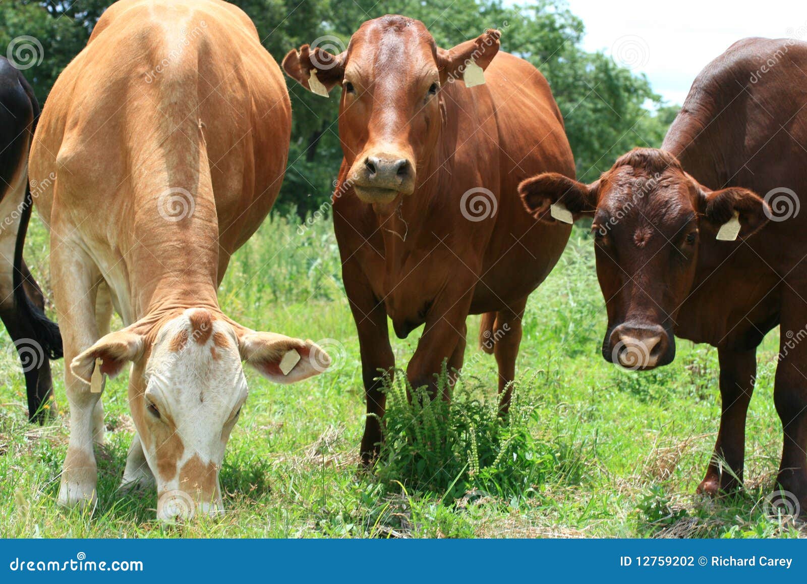 Beef Cattle stock photo. Image of grass, pasture, beef - 12759202