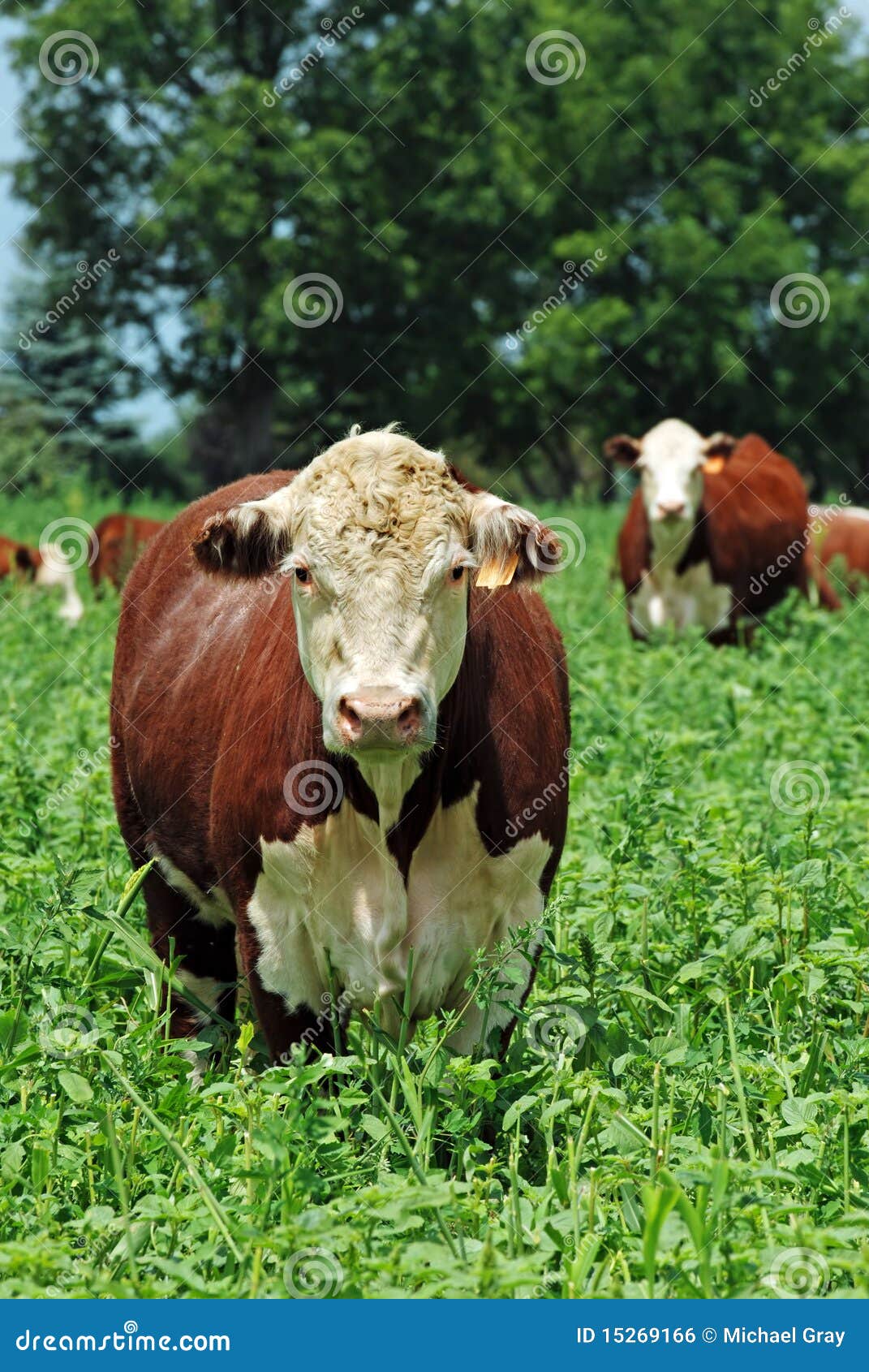 Beef cattle stock photo. Image of outdoors, meadow, hereford - 15269166