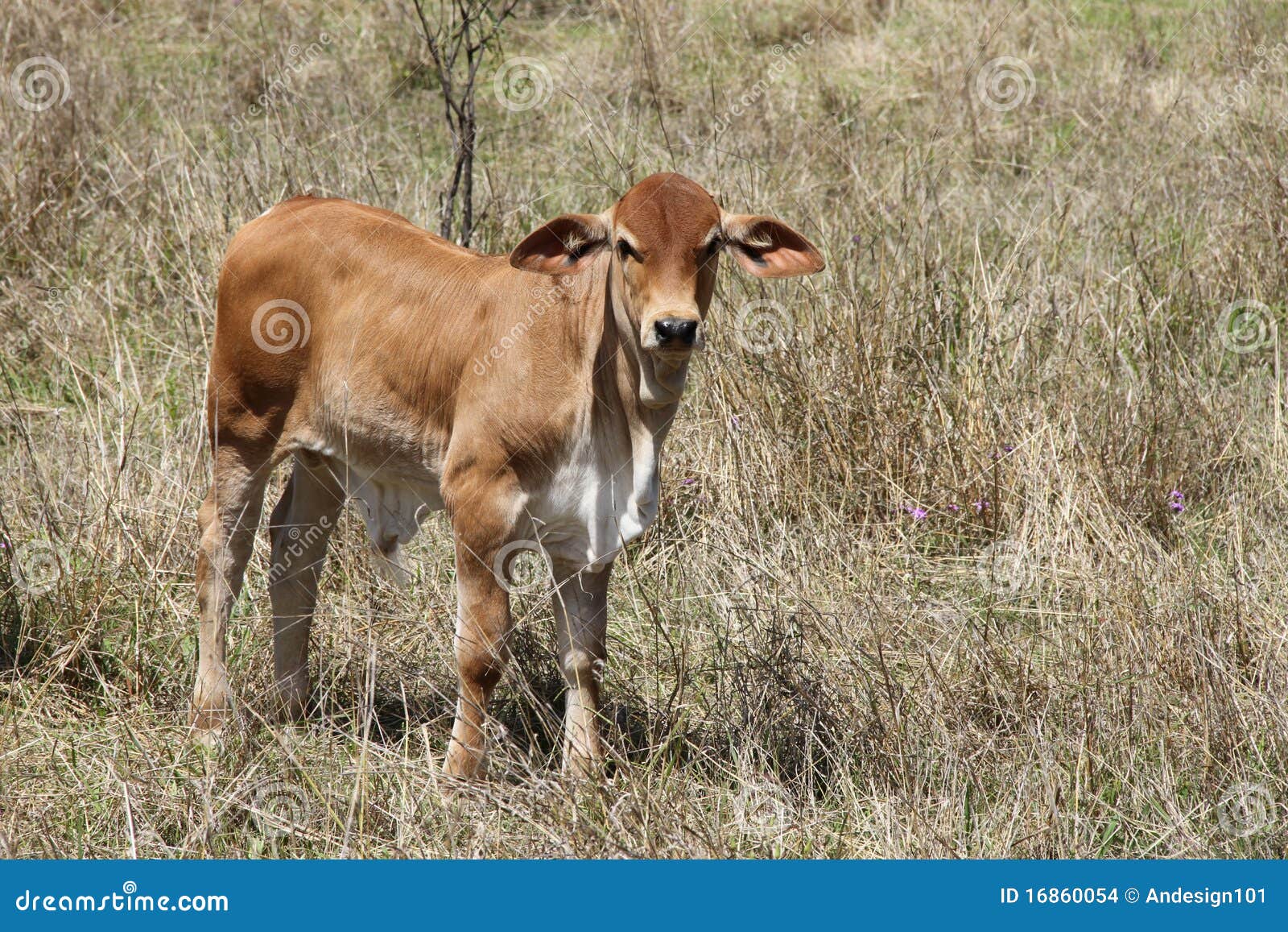 Beef cattle australia stock photo. Image of agriculture - 16860054