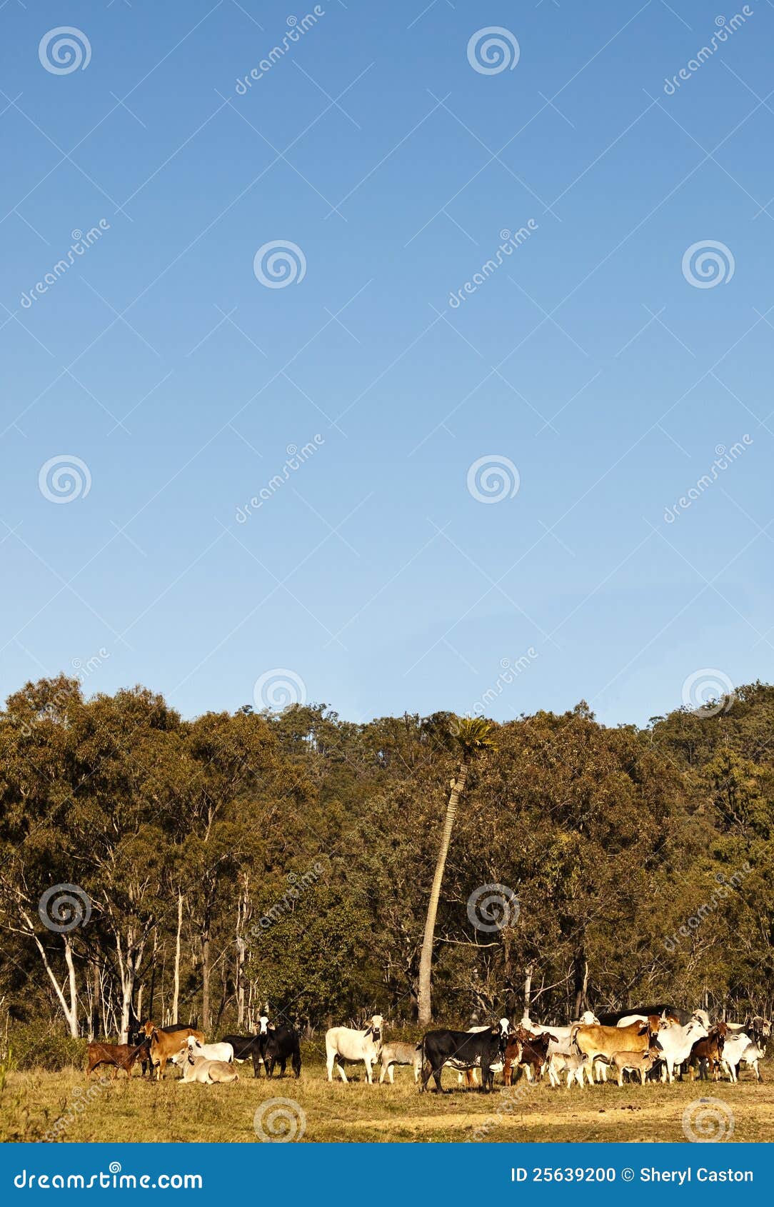 Beef Cattle with Blue Sky stock photo. Image of color - 25639200