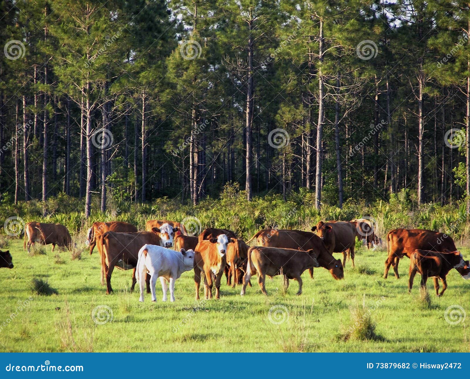 Beef Cattle Bos Taurus 2 stock photo. Image of livestock - 73879682
