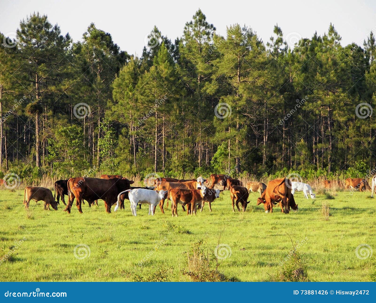 Beef Cattle Bos Taurus 1 stock photo. Image of grassland - 73881426