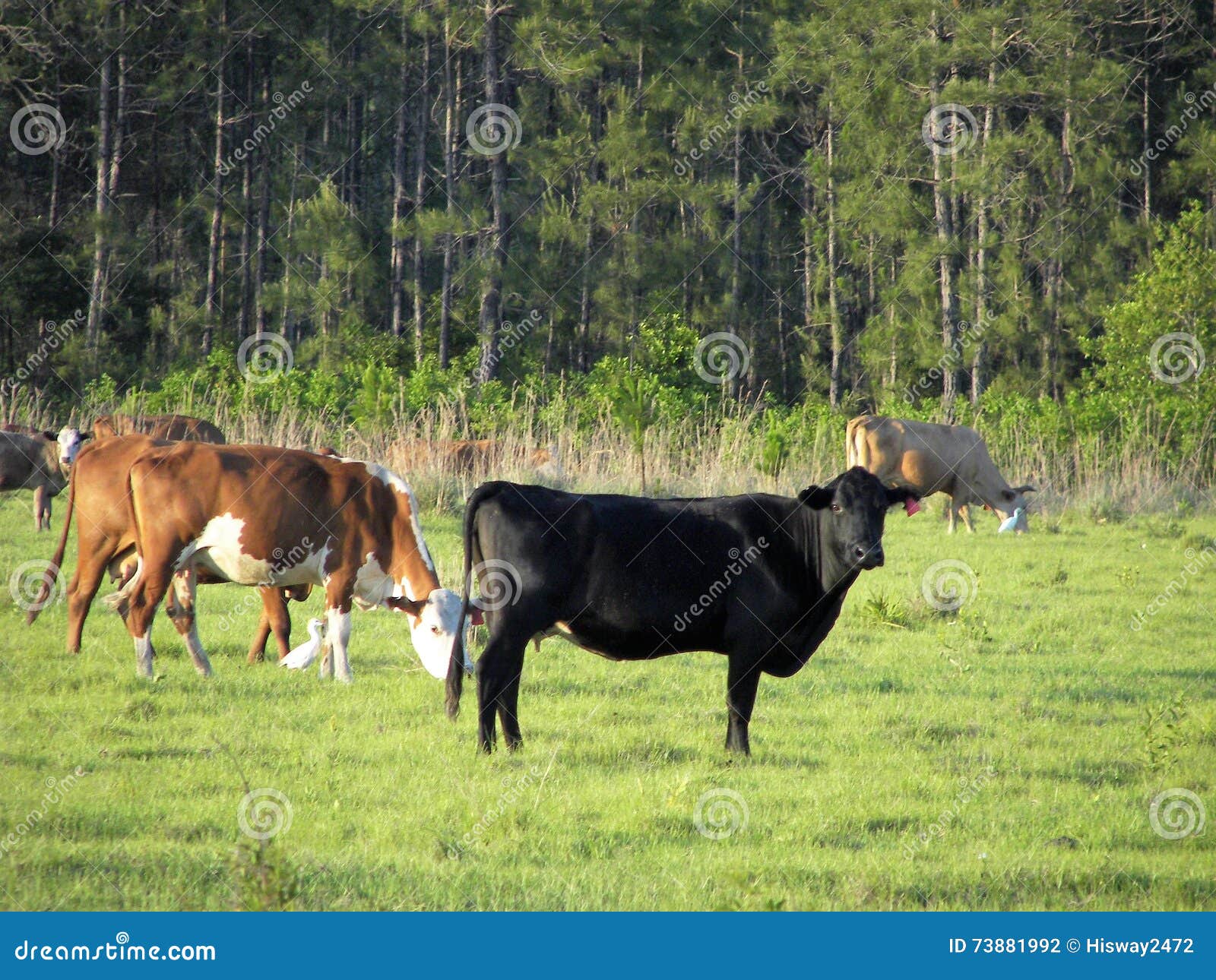 Beef Cattle Bos Taurus 1 stock photo. Image of ranch - 73881992