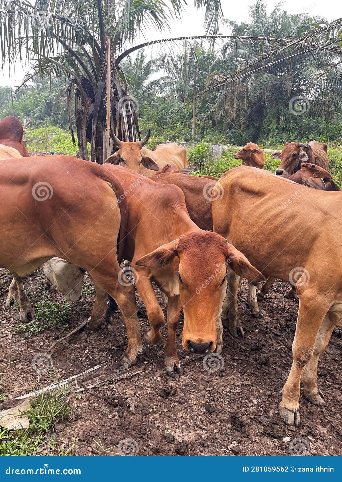 Beef cattle stock photo. Image of malaysia, raja, cattle - 281059562