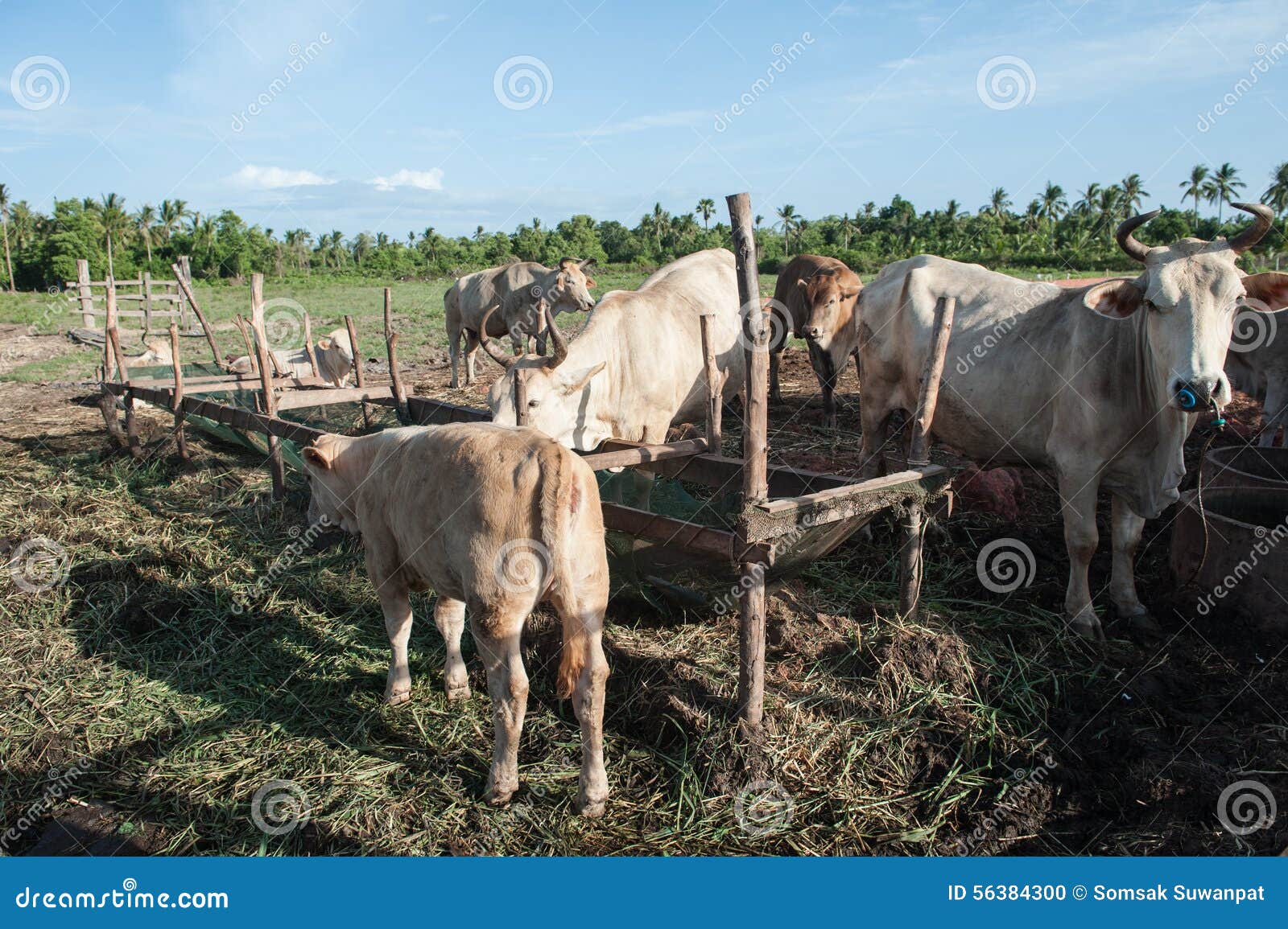 Beef Cattle Breeding Enclosure. Stock Photo - Image of livestock, hand ...