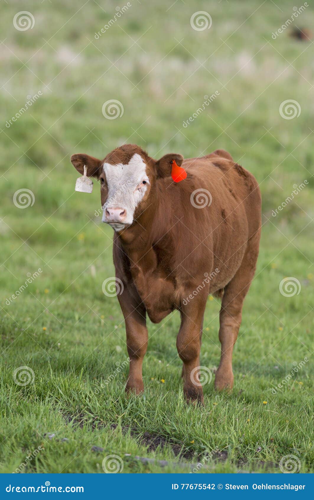 Beef Cattle Calf stock photo. Image of black, beef, ranch - 77675542