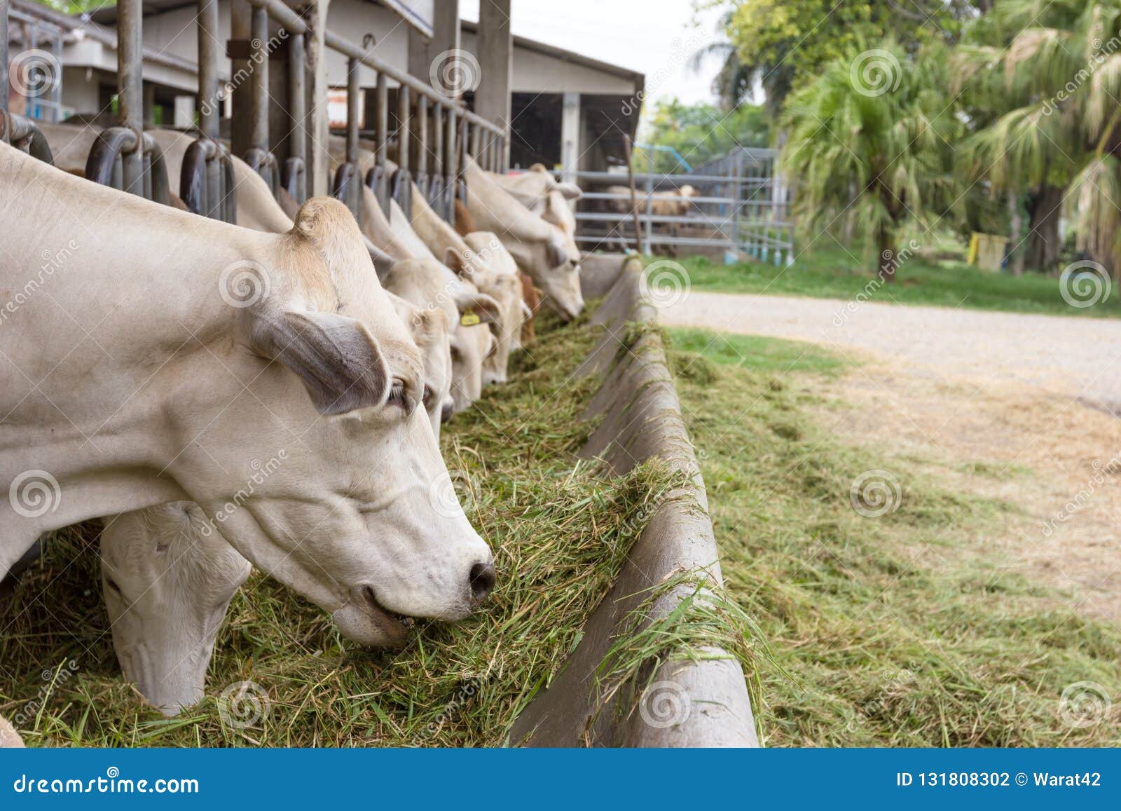 Beef Cattle Cow Livestock in Farm Stock Photo - Image of cattle ...
