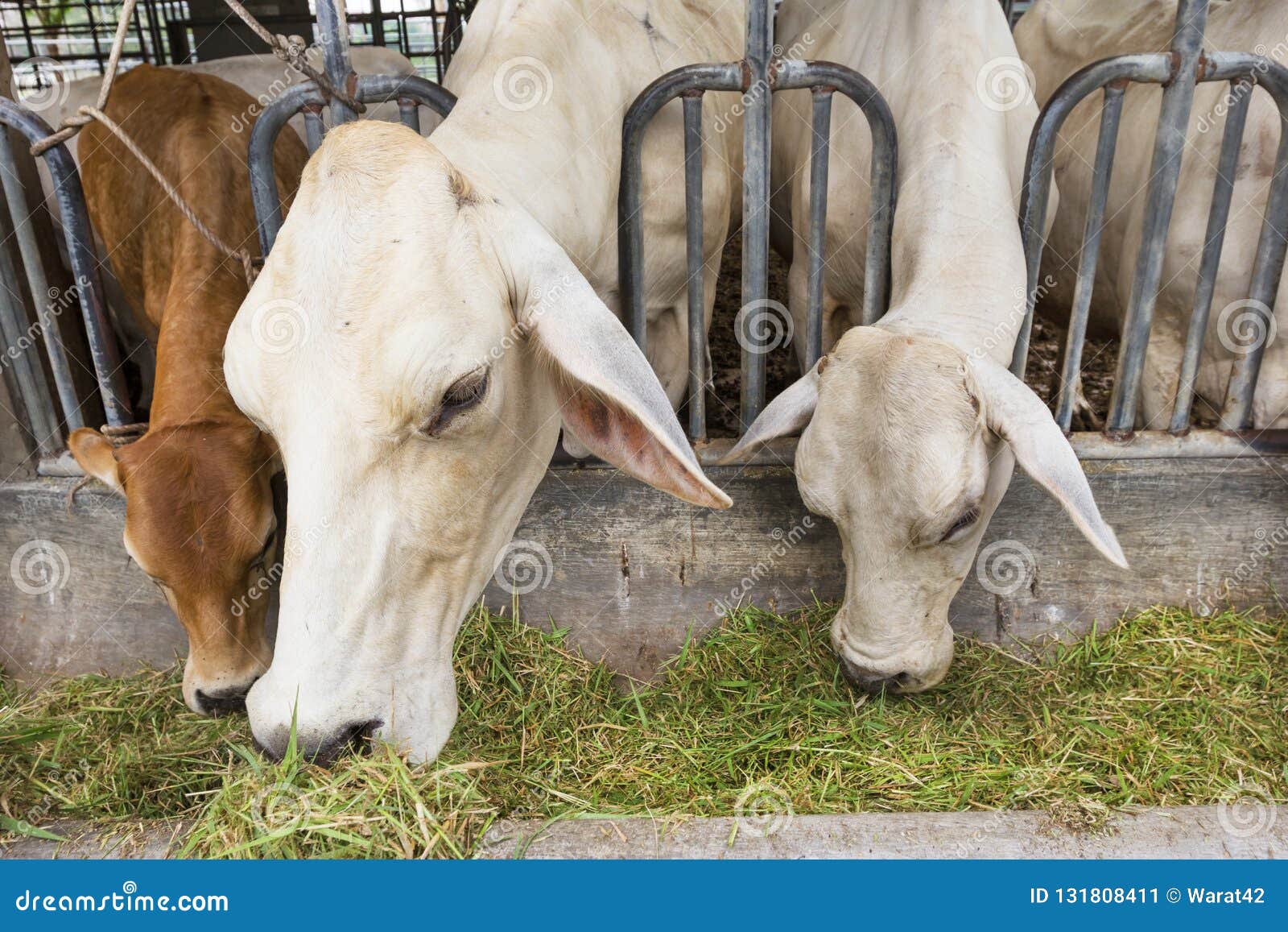 Beef Cattle Cow Livestock in Farm Stock Image - Image of foods, plant ...