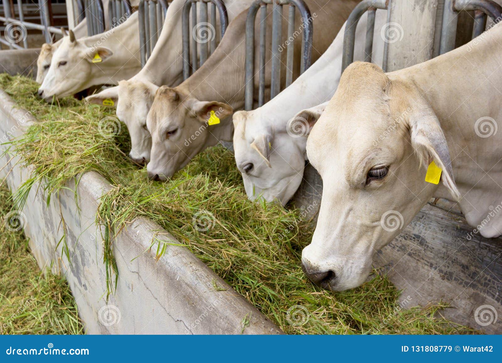 Beef Cattle Cow Livestock in Farm Stock Image - Image of grass, factory ...