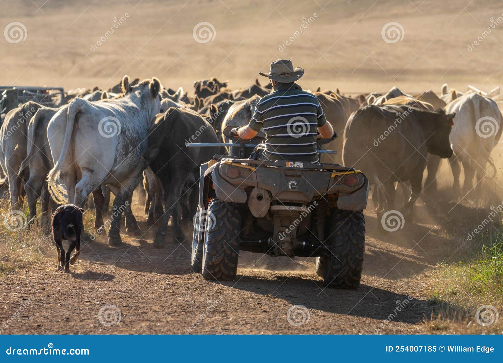 Cows in a Field in the Australian Outback Editorial Image - Image of ...