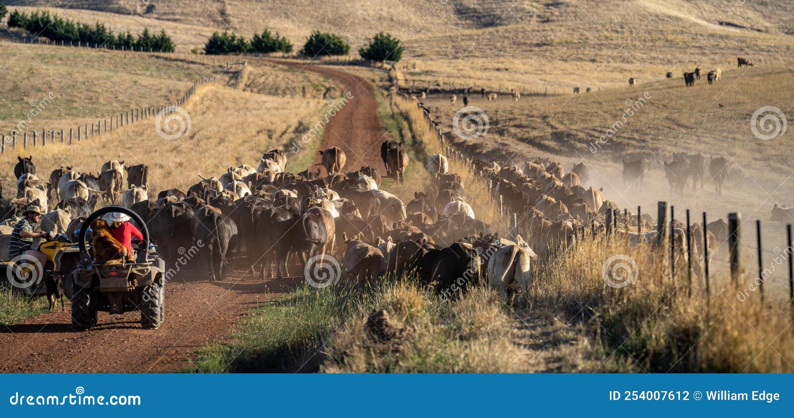 Cows in a Field in the Australian Outback Editorial Photography - Image ...