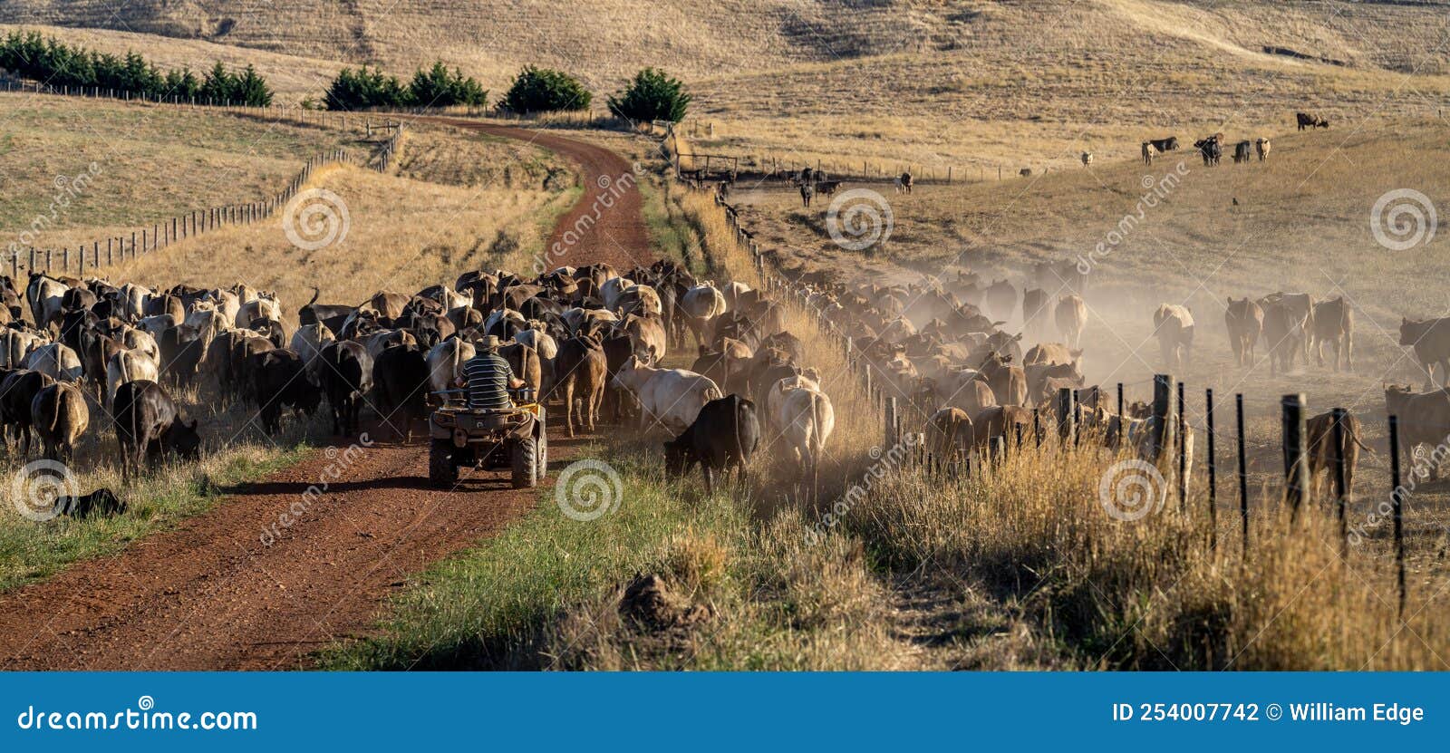 Cows in a Field in the Australian Outback Editorial Photography - Image ...