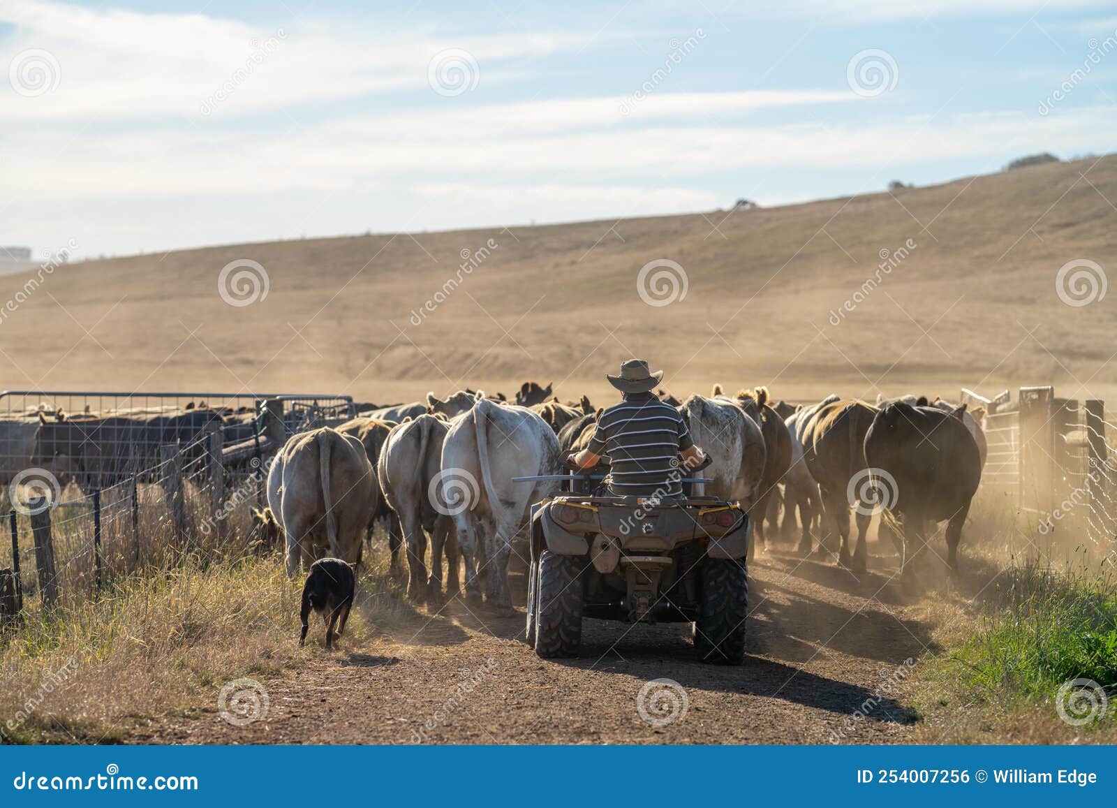 Cows in a Field in the Australian Outback Editorial Photo - Image of ...