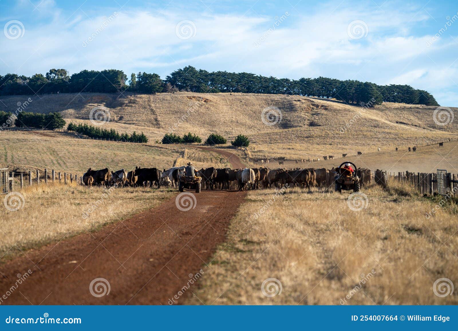 Cows in a Field in the Australian Outback Editorial Stock Image - Image ...