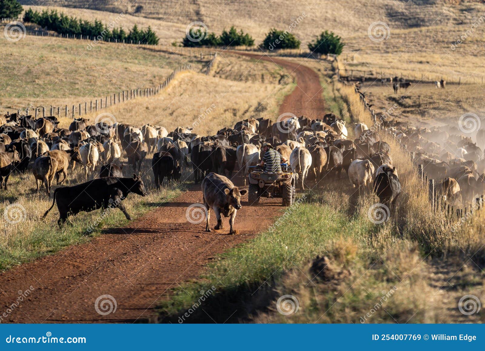 Cows in a Field in the Australian Outback Editorial Stock Image - Image ...