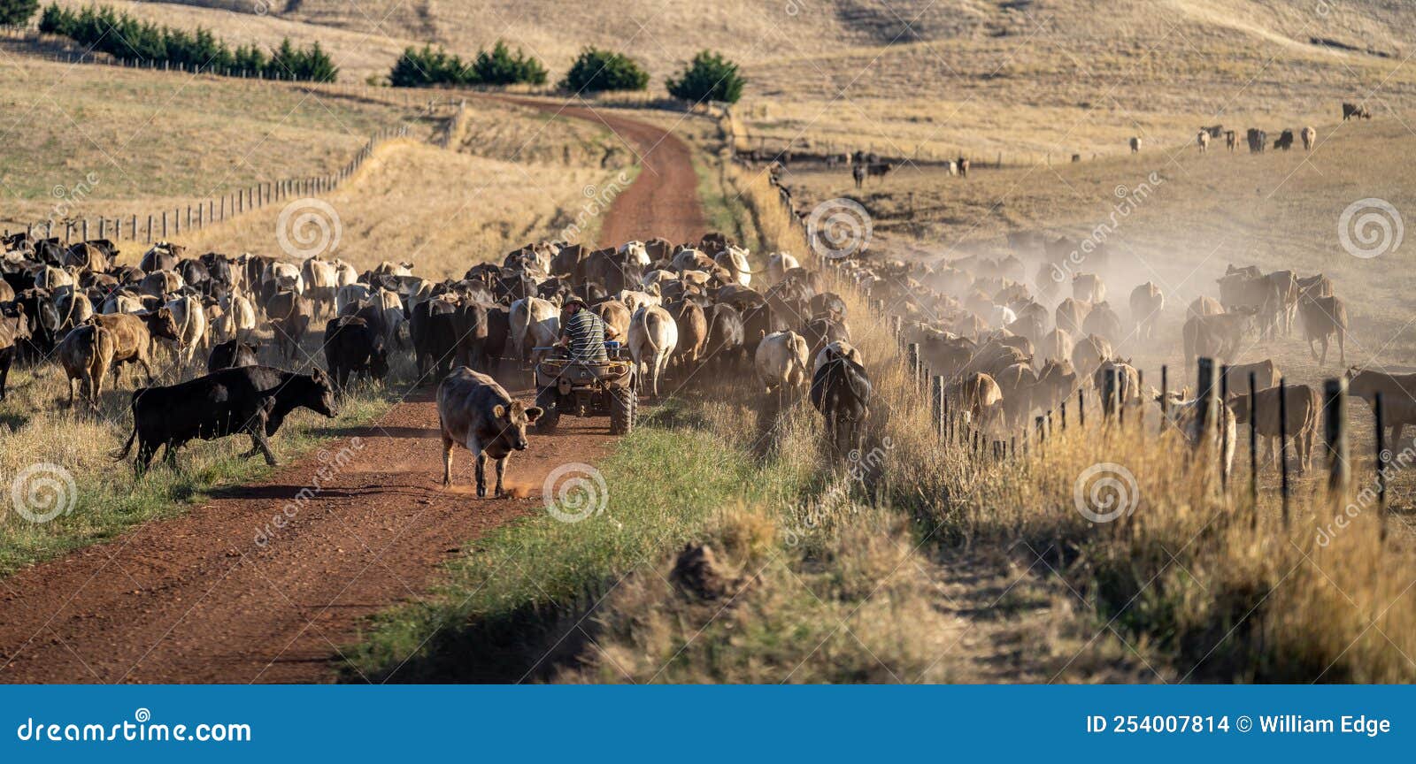 Cows in a Field in the Australian Outback Editorial Stock Image - Image ...