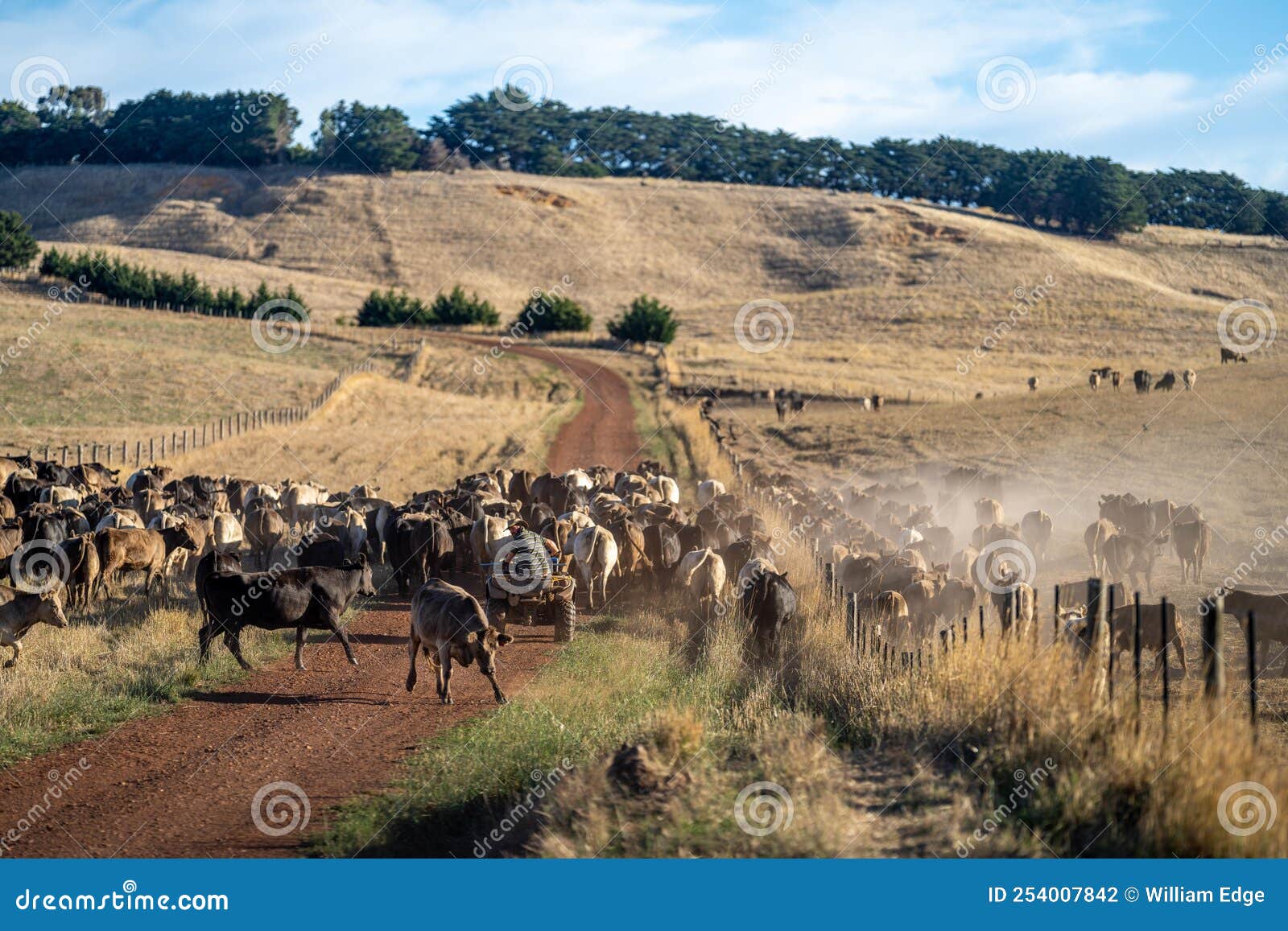 Cows in a Field in the Australian Outback Editorial Photography - Image ...