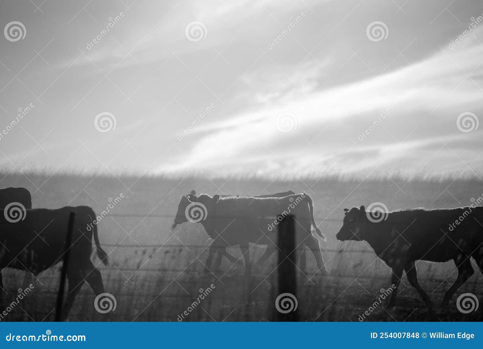 Cows in a Field in the Australian Outback Stock Photo - Image of europe ...