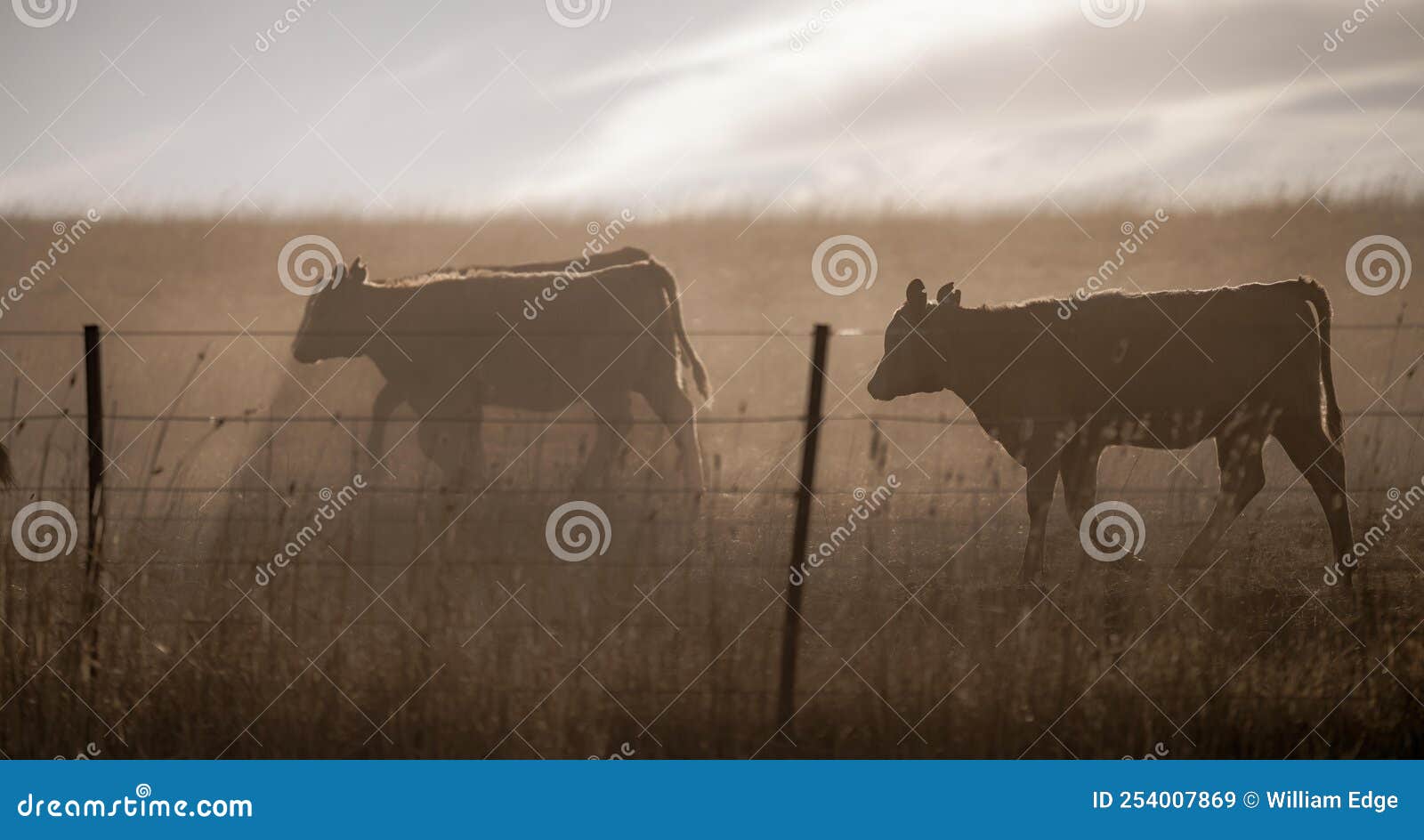 Cows in a Field in the Australian Outback Stock Image - Image of animal ...