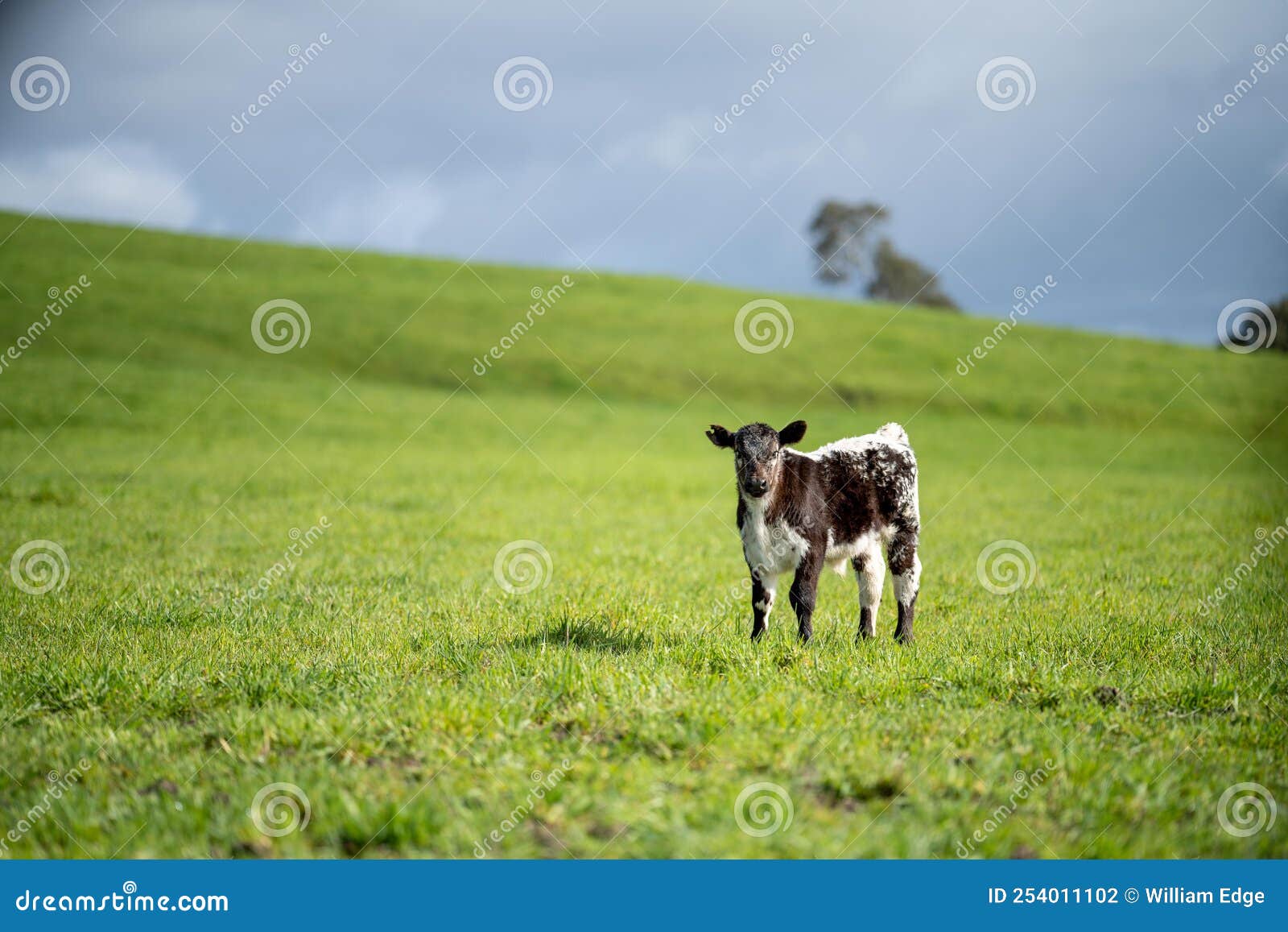 Cows in a Field on a Farm in Outback Australia Stock Photo - Image of ...