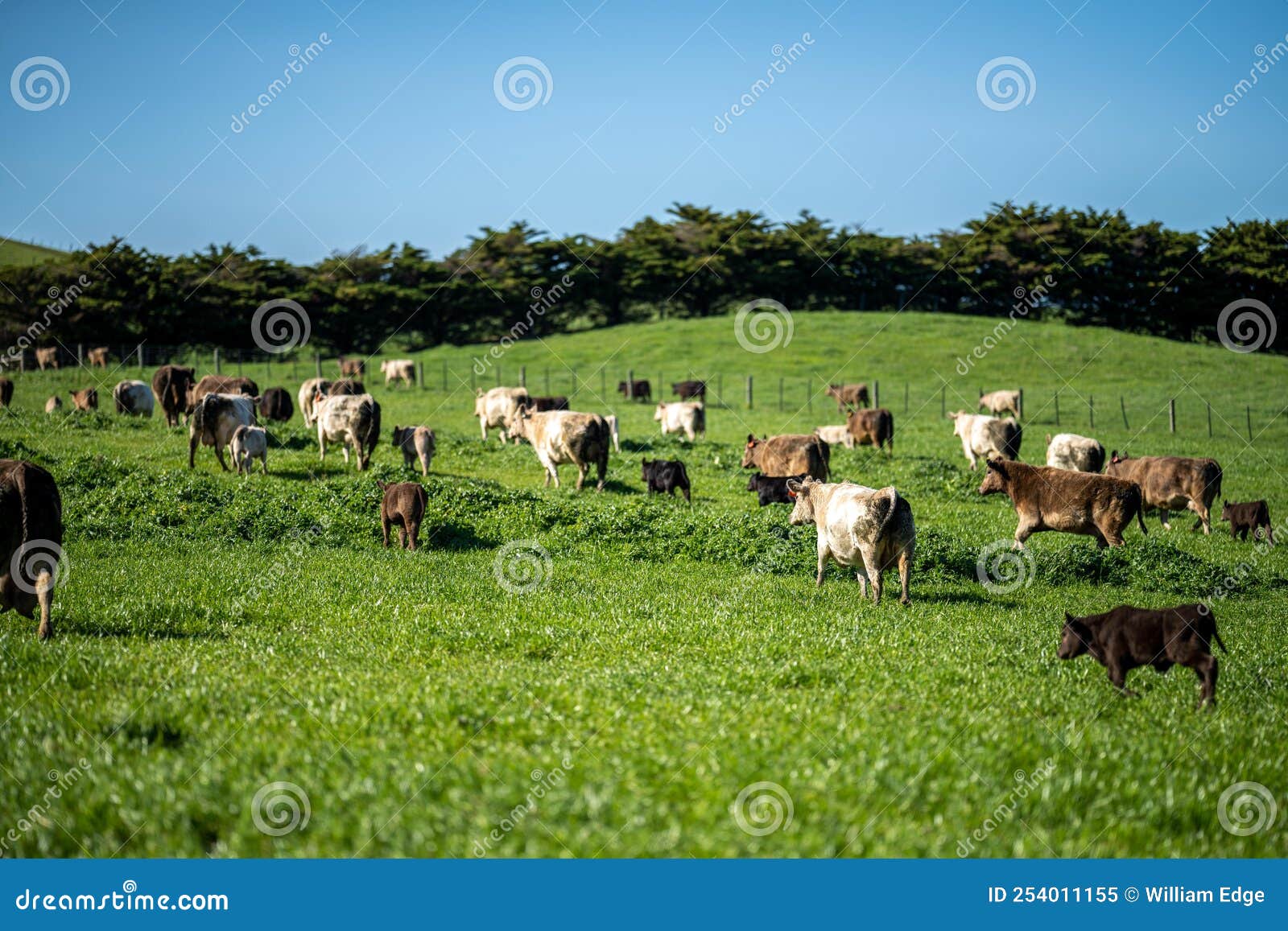 Cows in a Field on a Farm in Outback Australia Stock Image - Image of ...