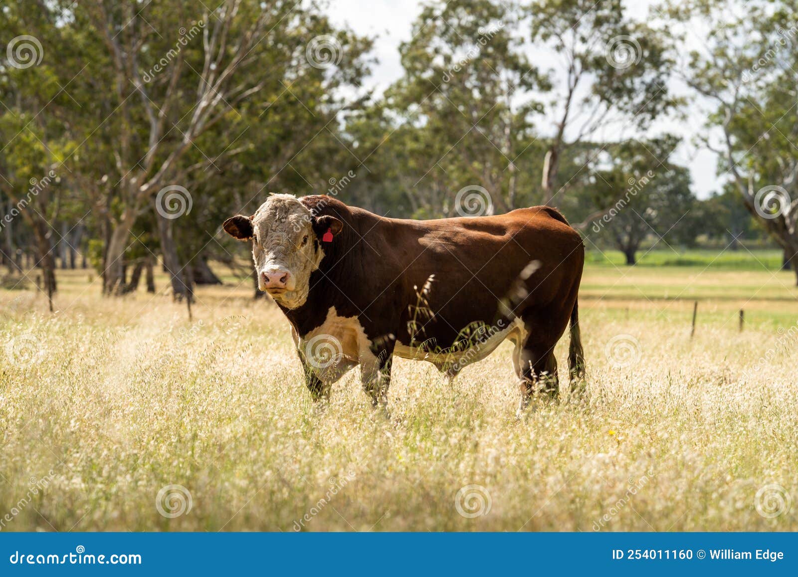 Cows in a Field on a Farm in Outback Australia Stock Photo - Image of ...