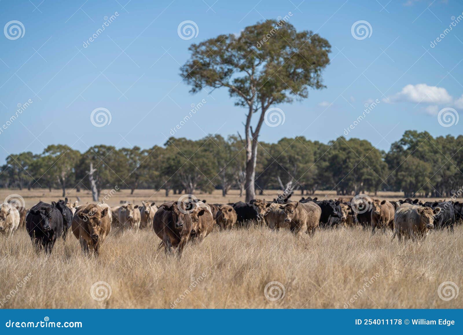Cows in a Field on a Farm in Outback Australia Stock Photo - Image of ...