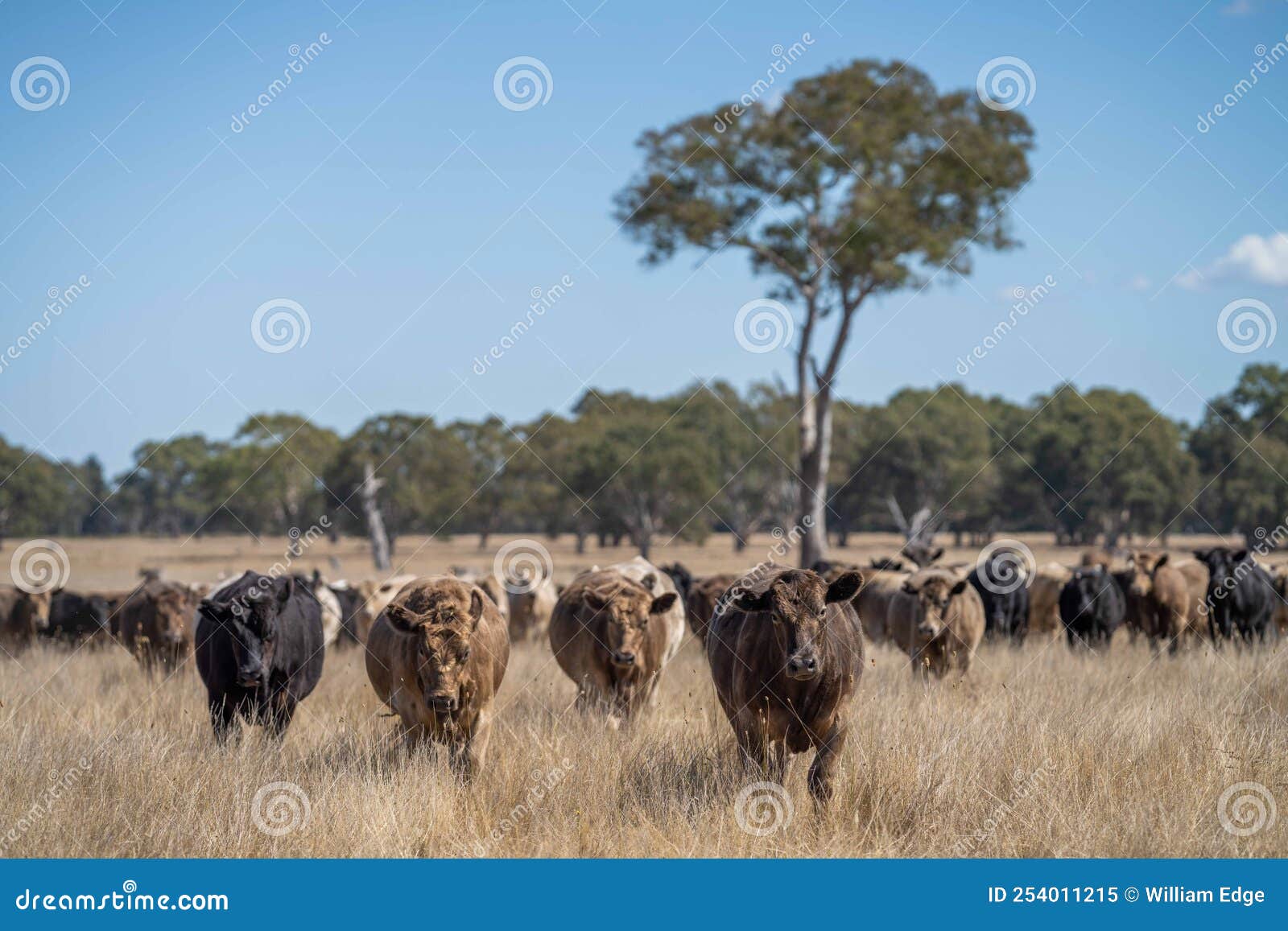 Cows in a Field on a Farm in Outback Australia Stock Image - Image of ...