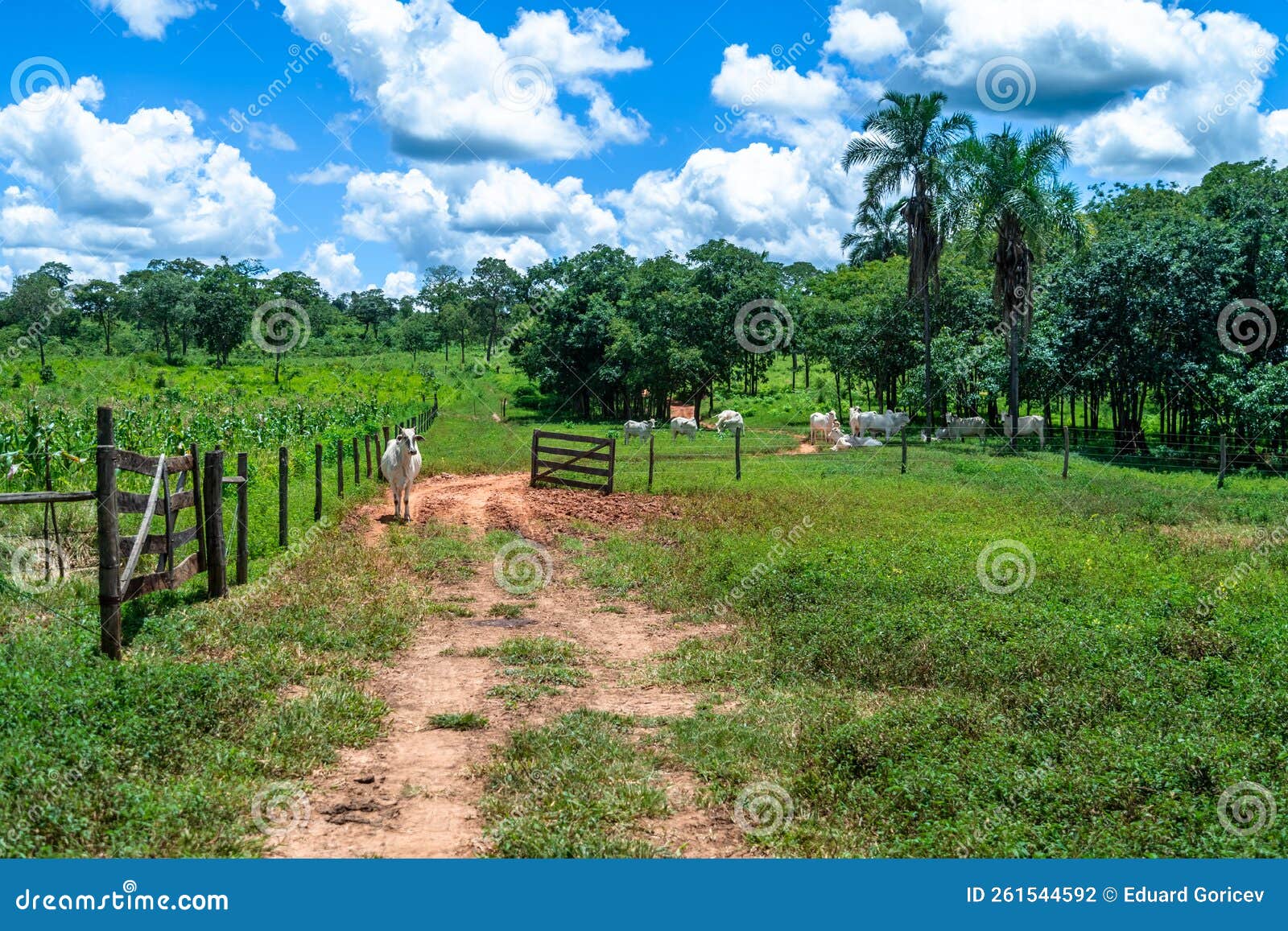 Beef Cattle Cows and Bulls in the Farm Yard Stock Photo - Image of ...