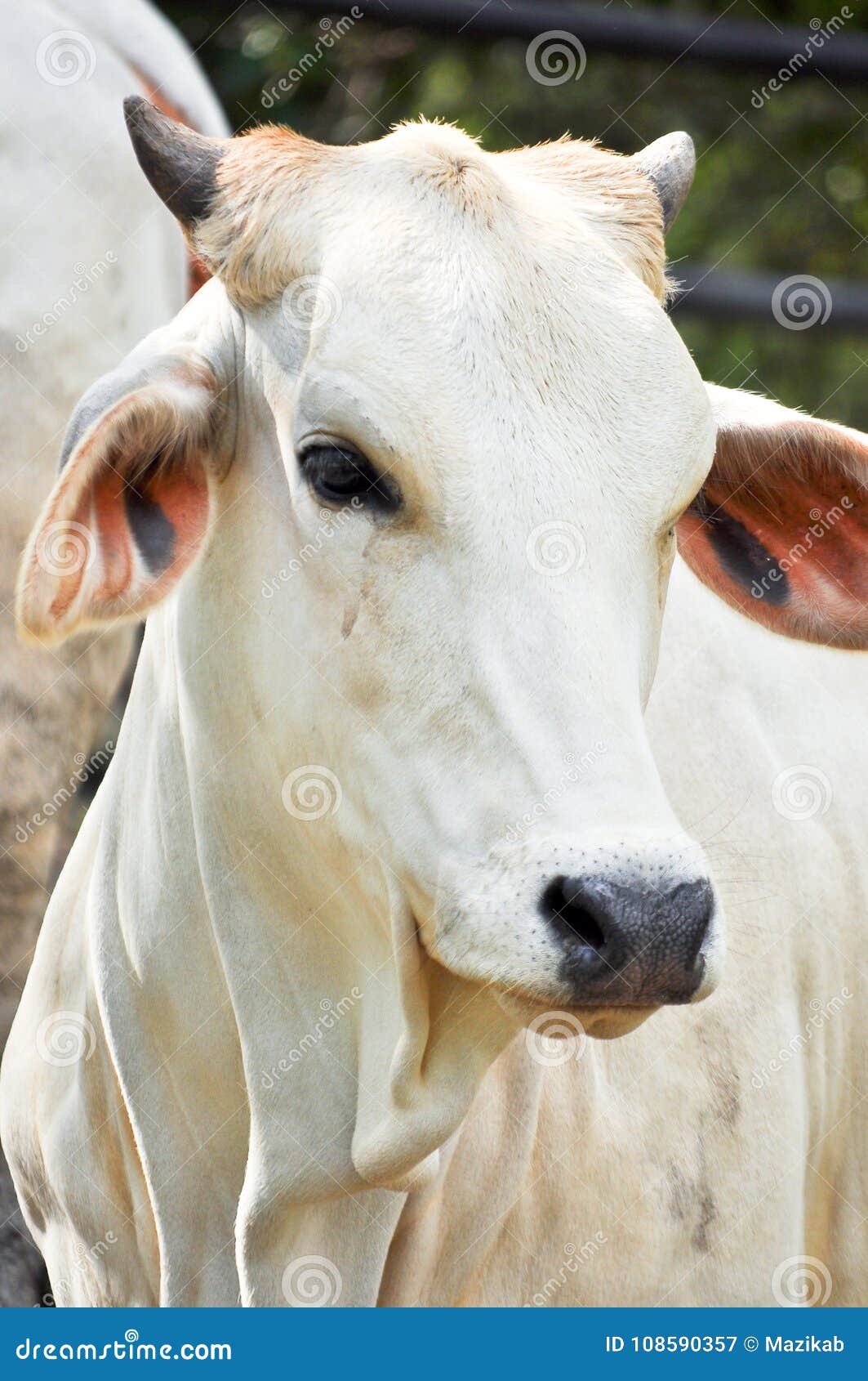 Beef cattle stock image. Image of bovine, agriculture - 108590357