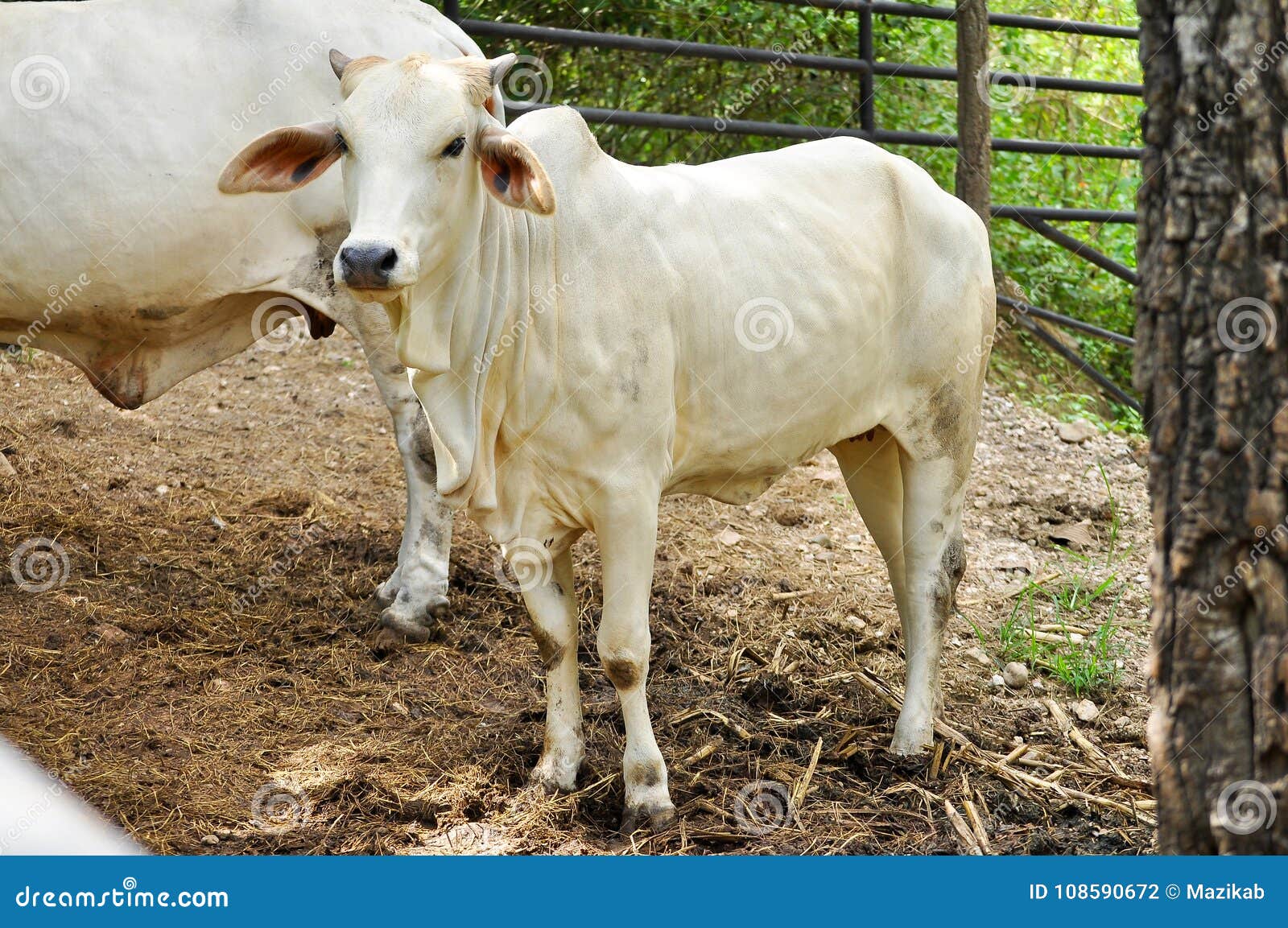 Beef cattle stock photo. Image of cattle, cows, head - 108590672