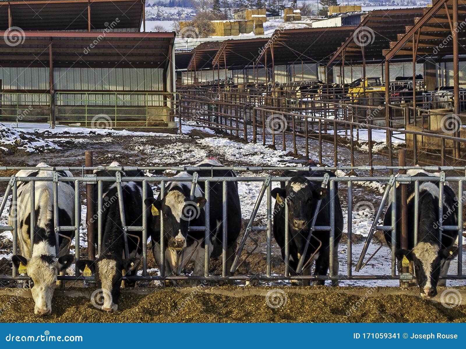 Beef Cattle on a Colorado Feedlot Editorial Photo - Image of gates ...