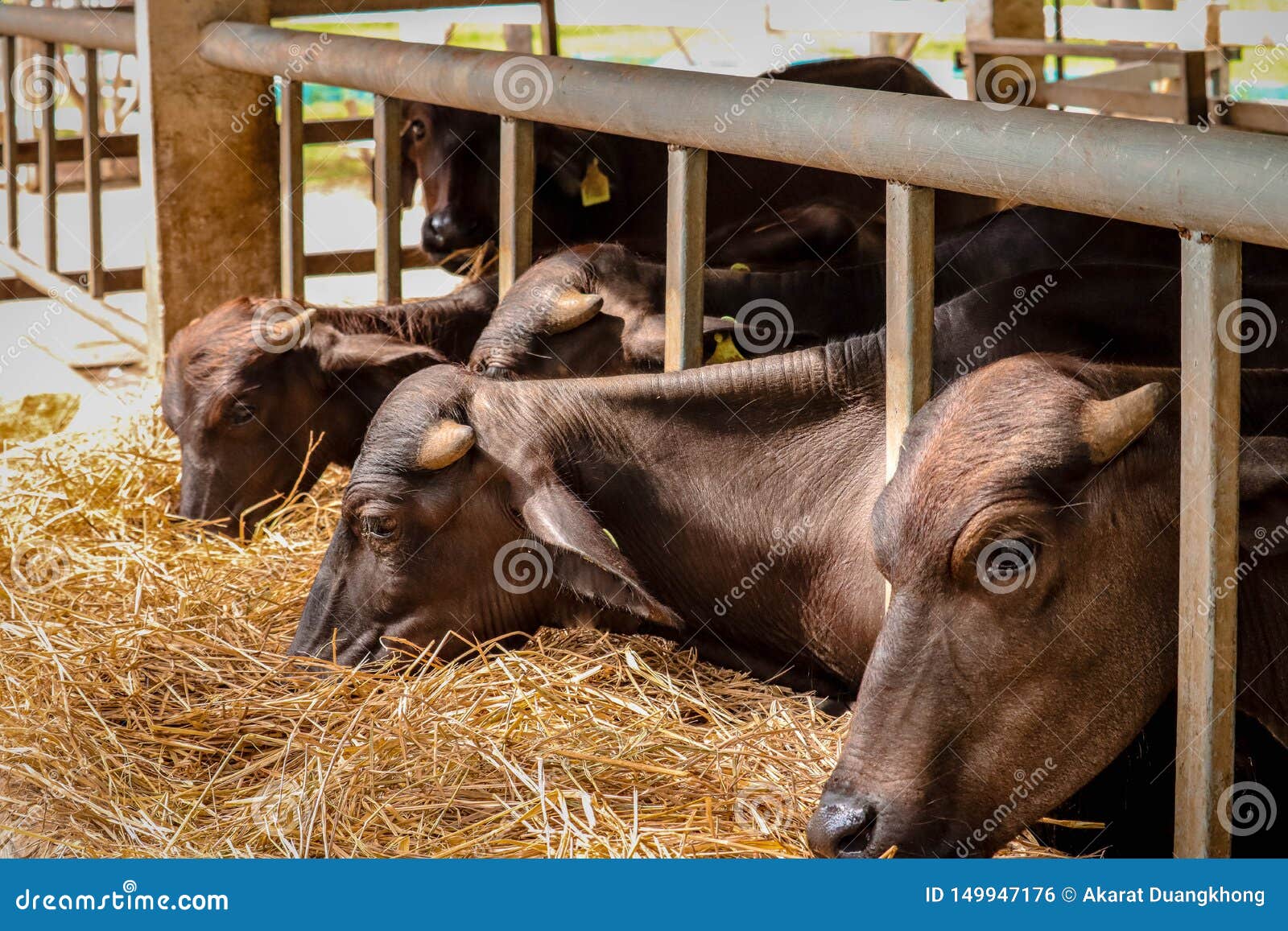 Beef cattle farm stock photo. Image of agriculture, aberdeen - 149947176