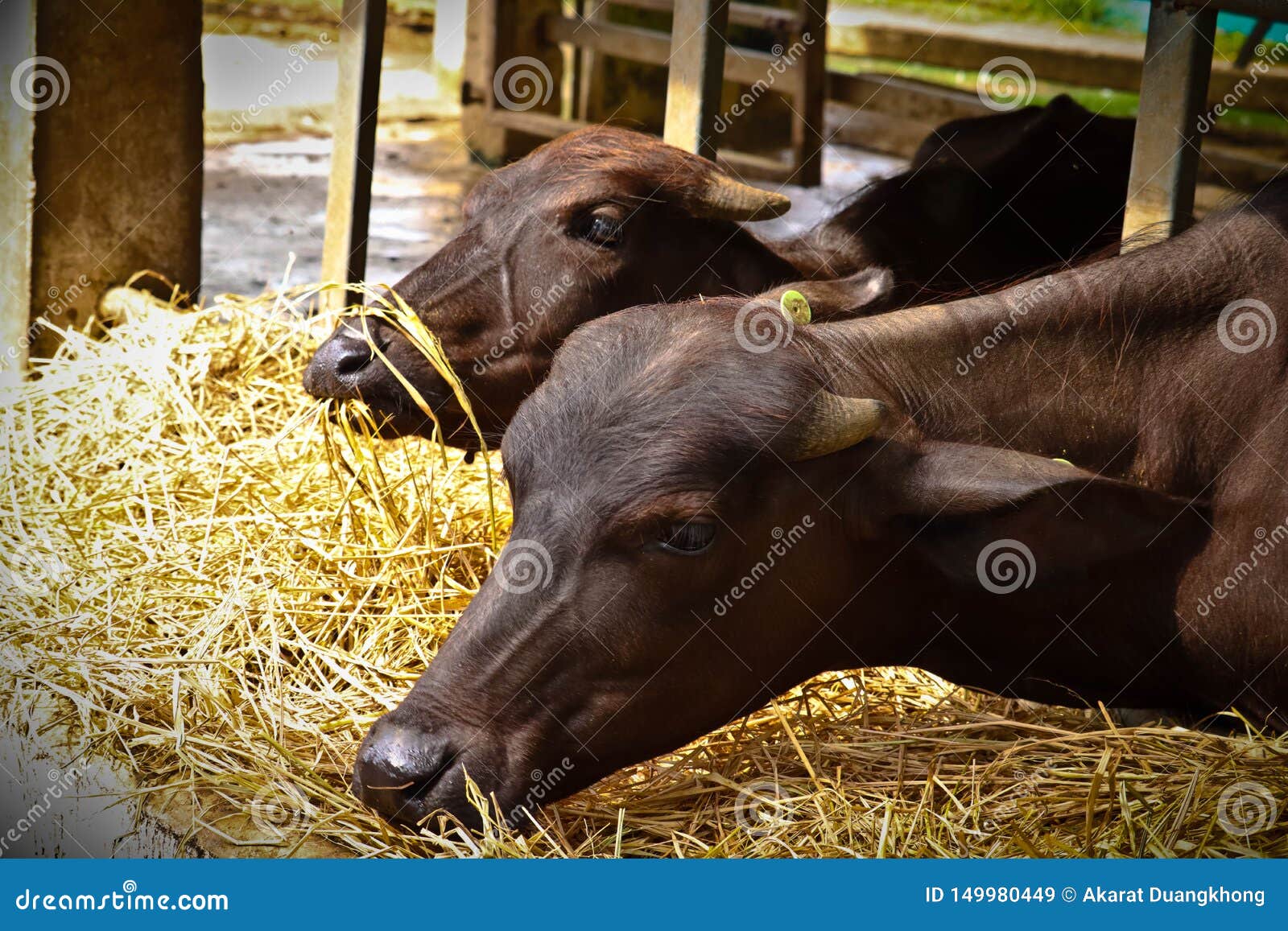 Beef cattle farm stock image. Image of farmland, beef - 149980449