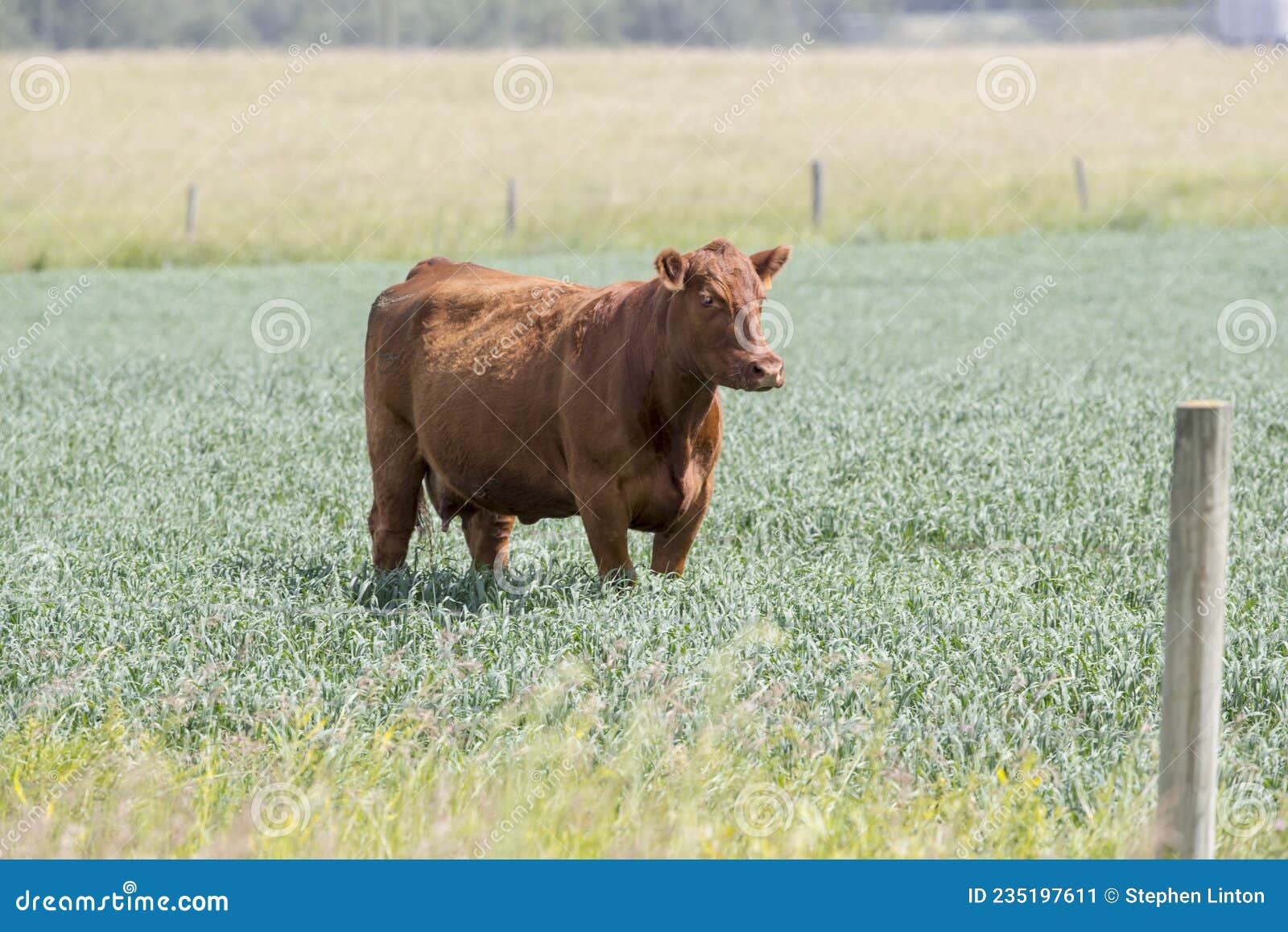 Beef Cattle in a Field stock image. Image of mcdonalds - 235197611