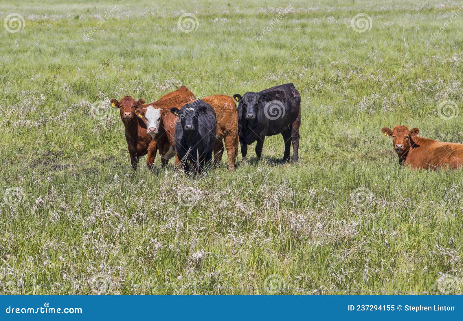 Beef Cattle in a Field stock image. Image of horizontal - 237294155