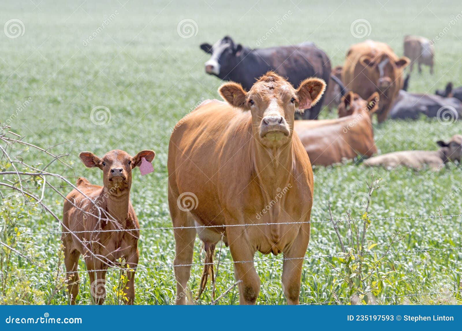 Beef Cattle in a Field stock image. Image of field, feeding - 235197593