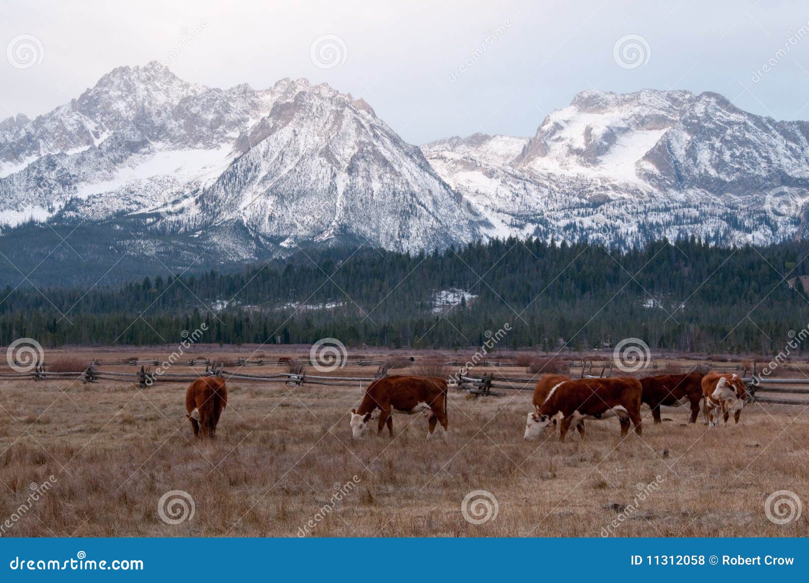 Beef Cattle in Front of Mountains Stock Photo - Image of cattle, beef ...