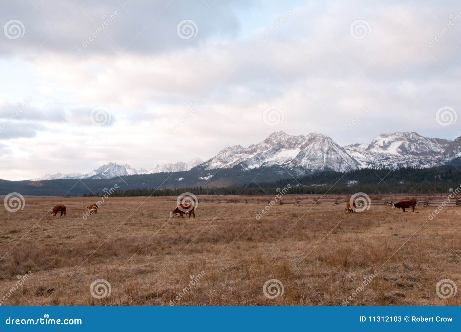 Beef Cattle in Front of Mountains Stock Image - Image of forest, idaho ...