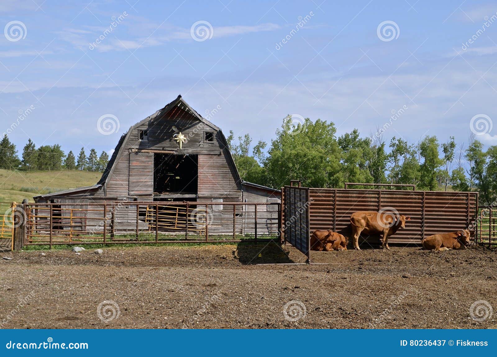 Beef Cattle in Front of an Old Rickety Barn Stock Image - Image of ...