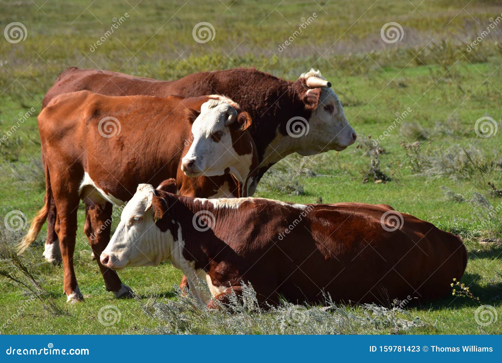 Beef Cattle in Green Pasture. Stock Image - Image of bovine, north ...