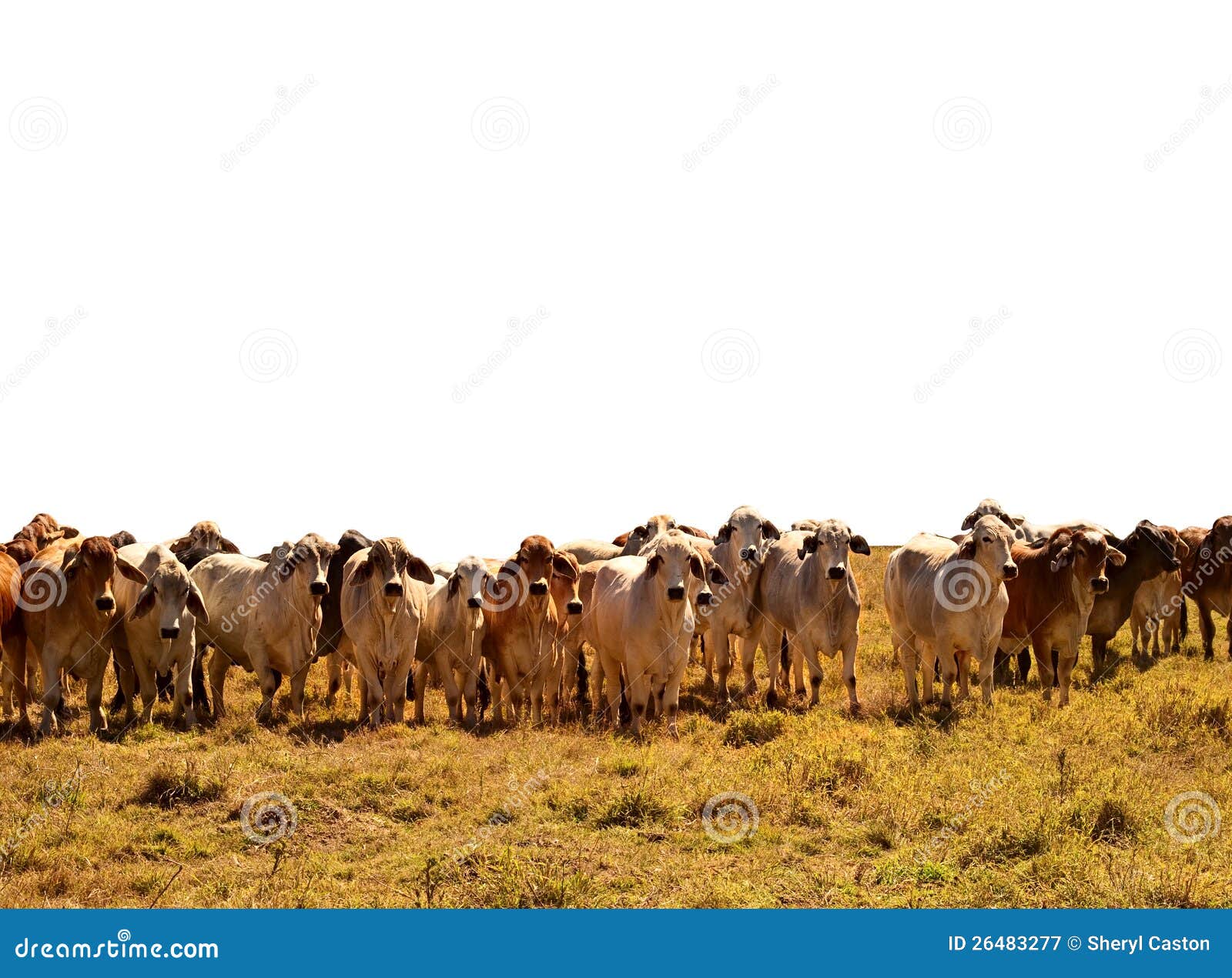 Beef Cattle Herd of Brahman Cows Stock Image - Image of livestock ...