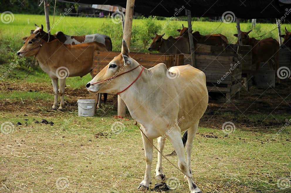 Beef cattle stock image. Image of grass, waiting, isolated - 32931337
