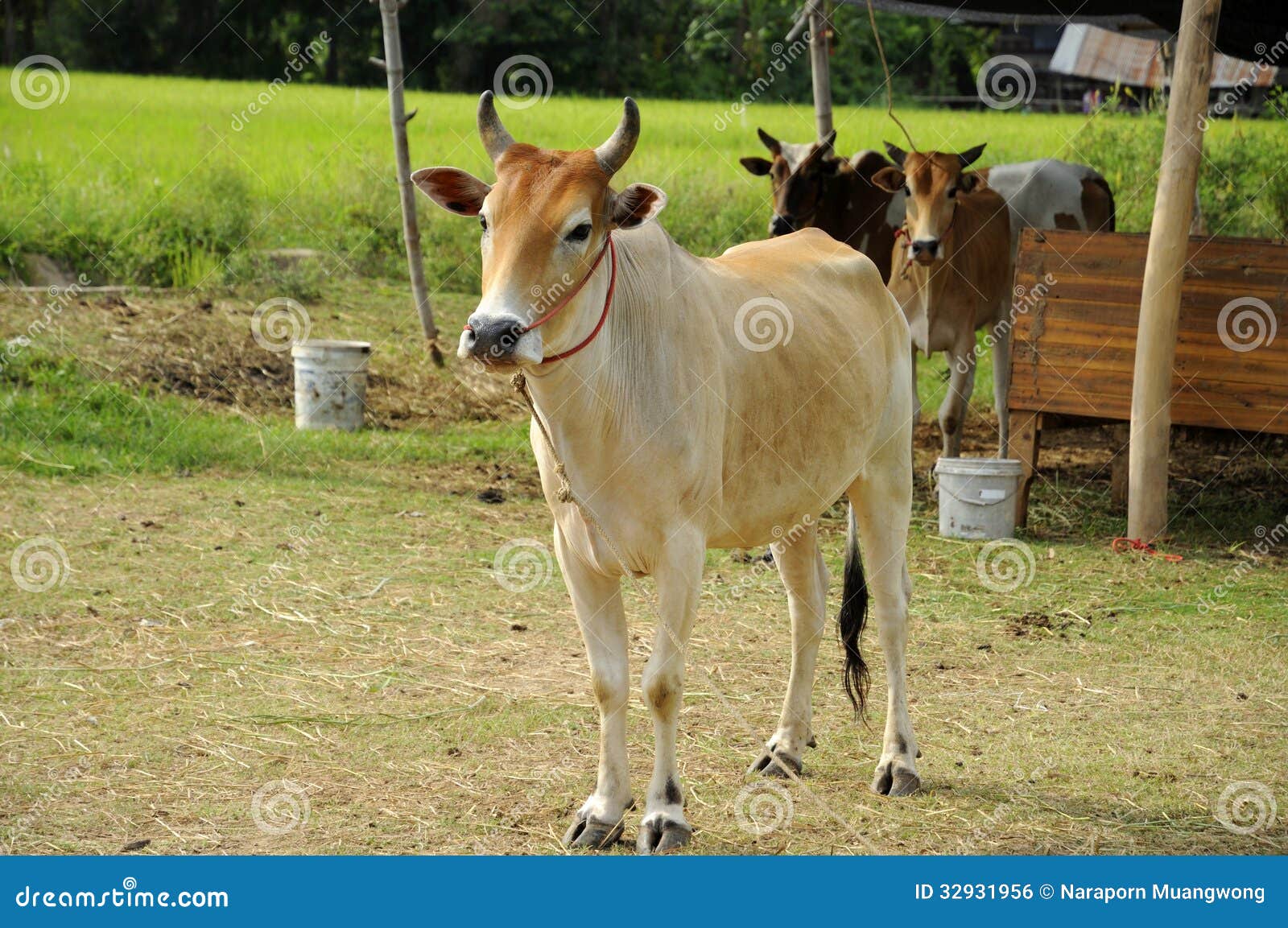 Beef cattle stock photo. Image of pasture, industry, nose - 32931956
